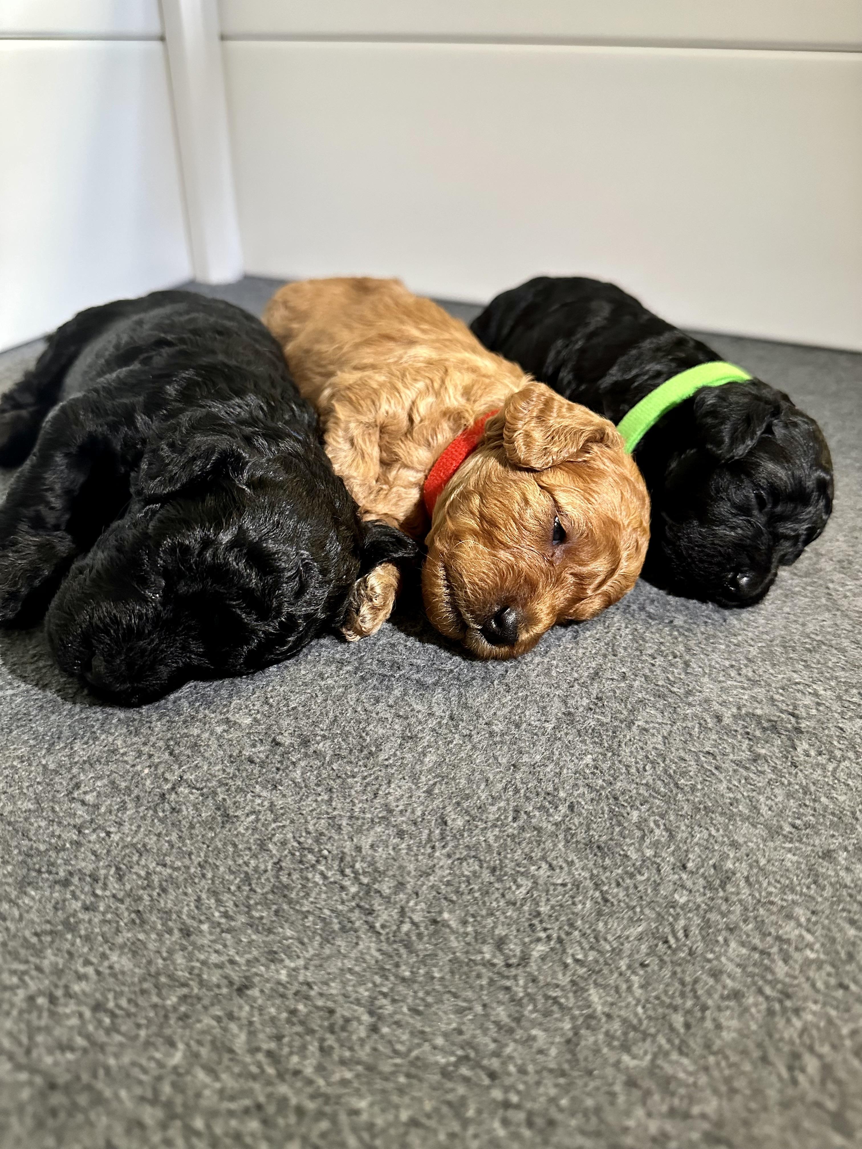 The Victorious Poodle’s in Florida | Poodle puppies | Good Dog