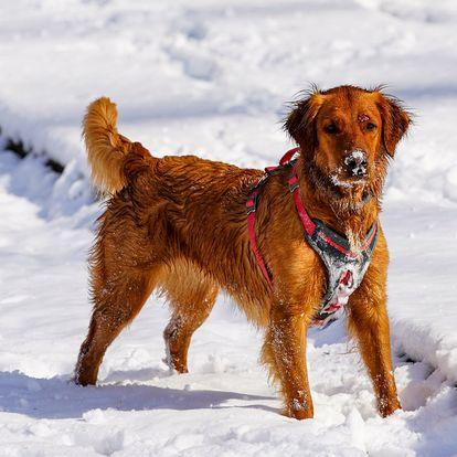 James River Labrador Retrievers and Golden Retrievers in Virginia ...