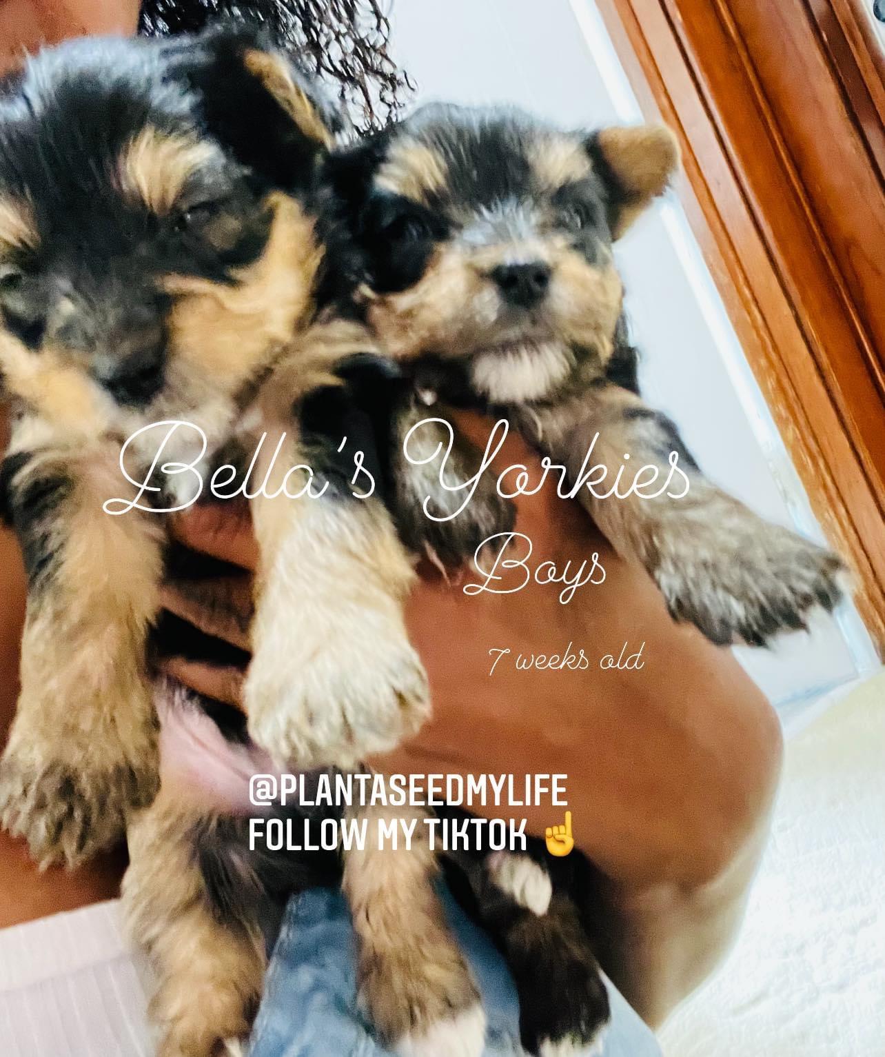 Bella’s Yorkies in West Virginia | Yorkshire Terrier puppies | Good Dog