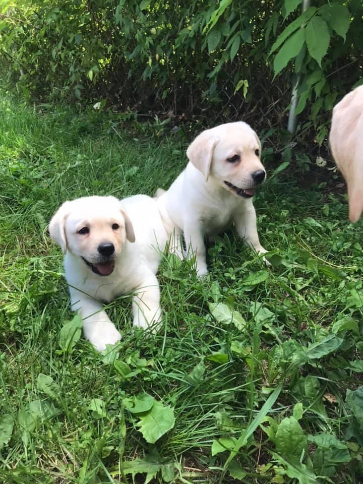 Linro Labradors in Wisconsin | Labrador Retriever puppies | Good Dog
