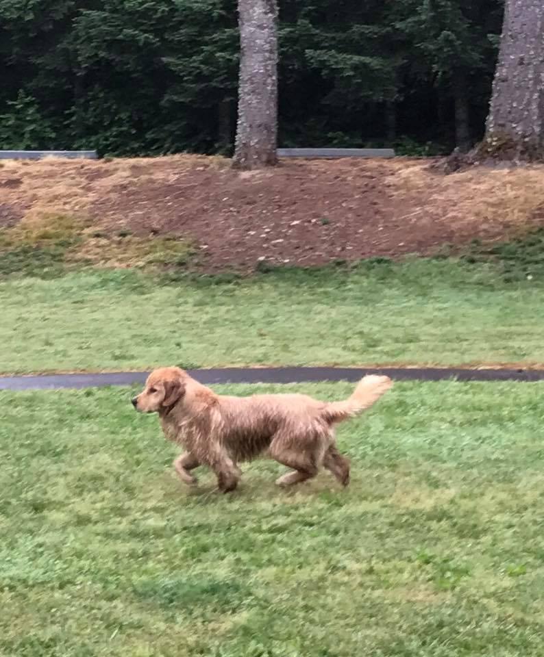 Sunset HHF Golden Retrievers in California | Golden Retriever puppies ...