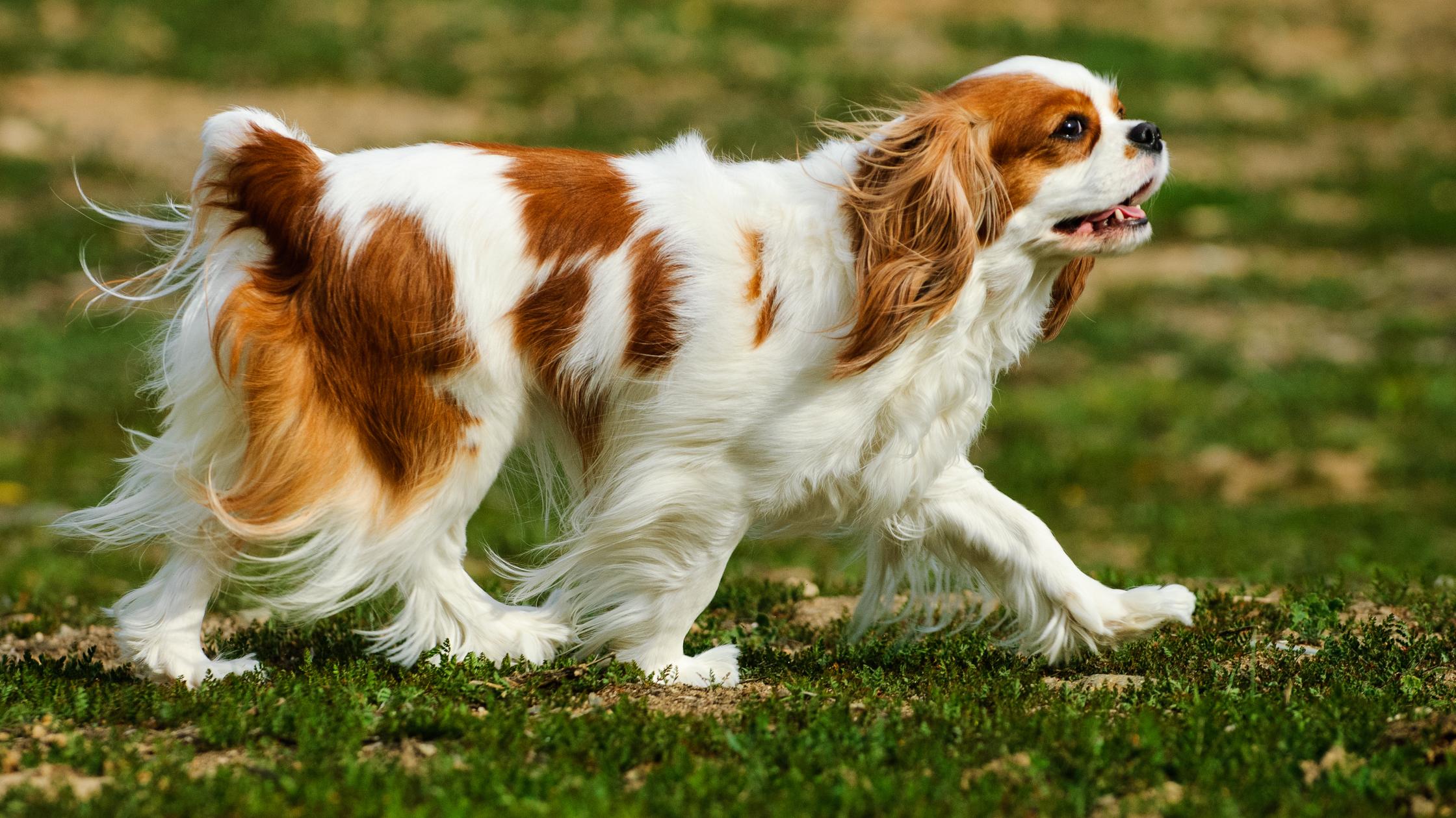 Cavalier King Charles God Save (my) King Charles! Best Part Of The ...