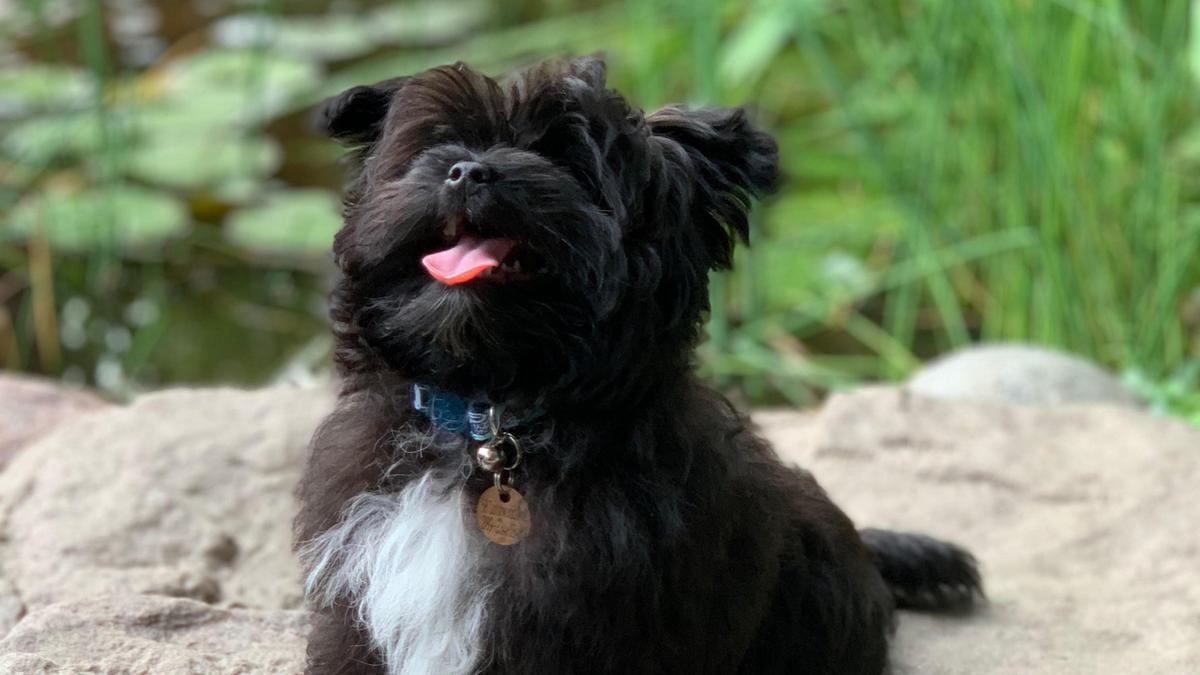 25 cute Mi-Ki puppies for sale | Good Dog