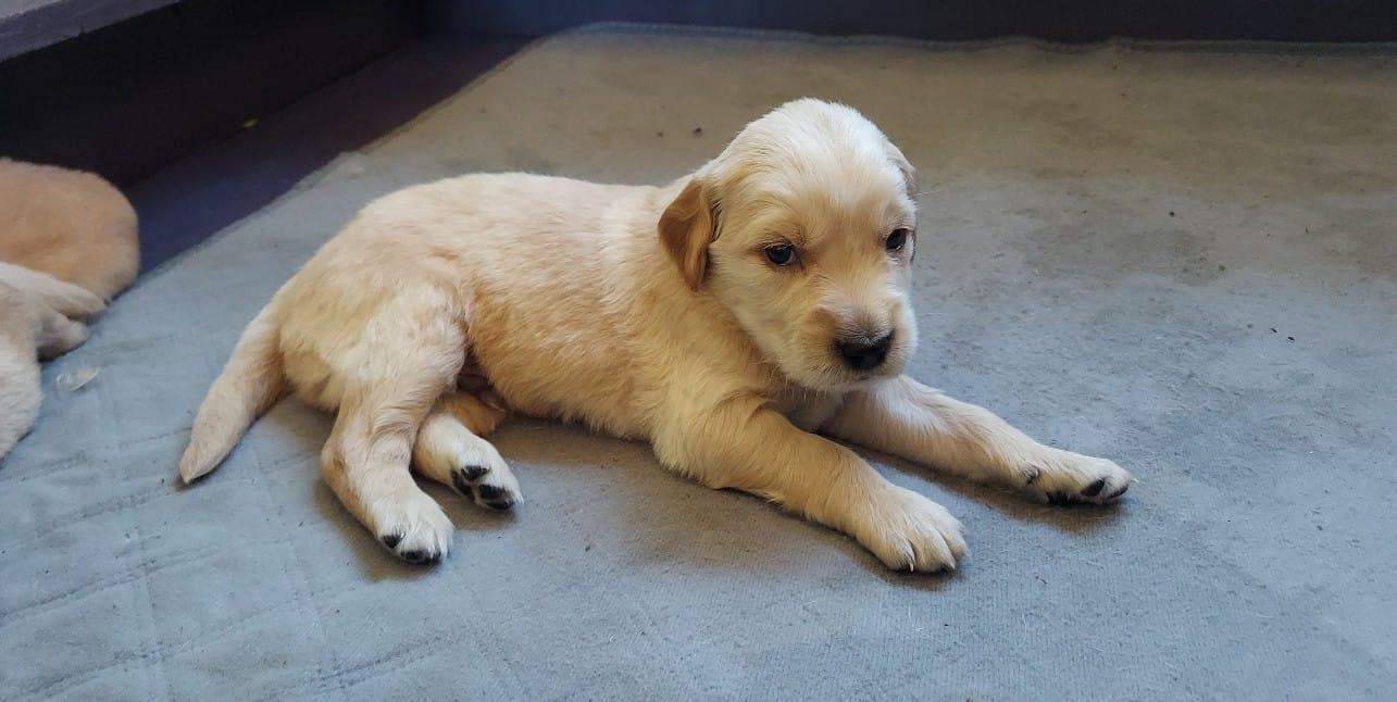 Oak River Goldens' in Washington | Golden Retriever puppies | Good Dog