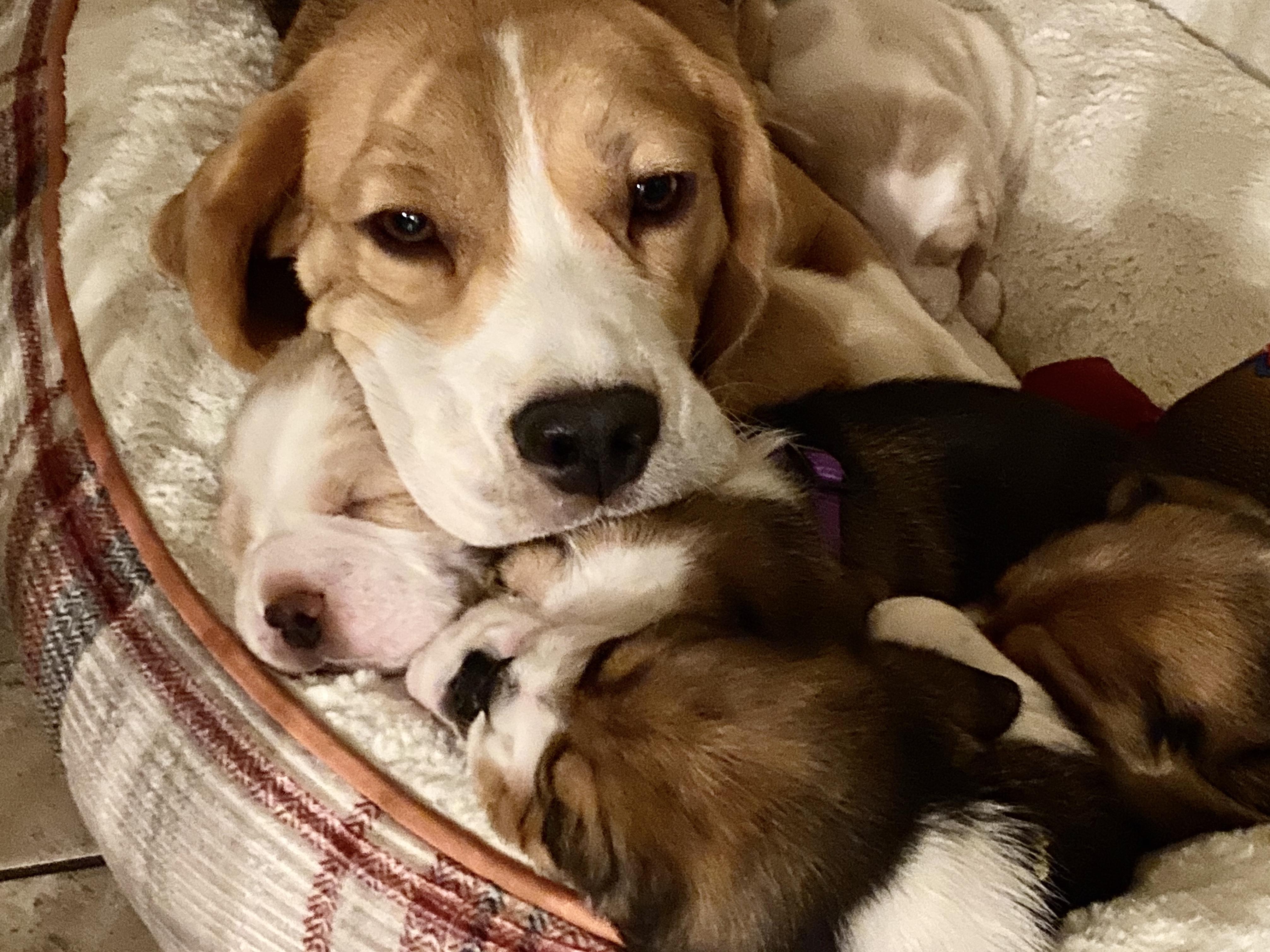 Majestic Beagles in Utah | Beagle puppies | Good Dog