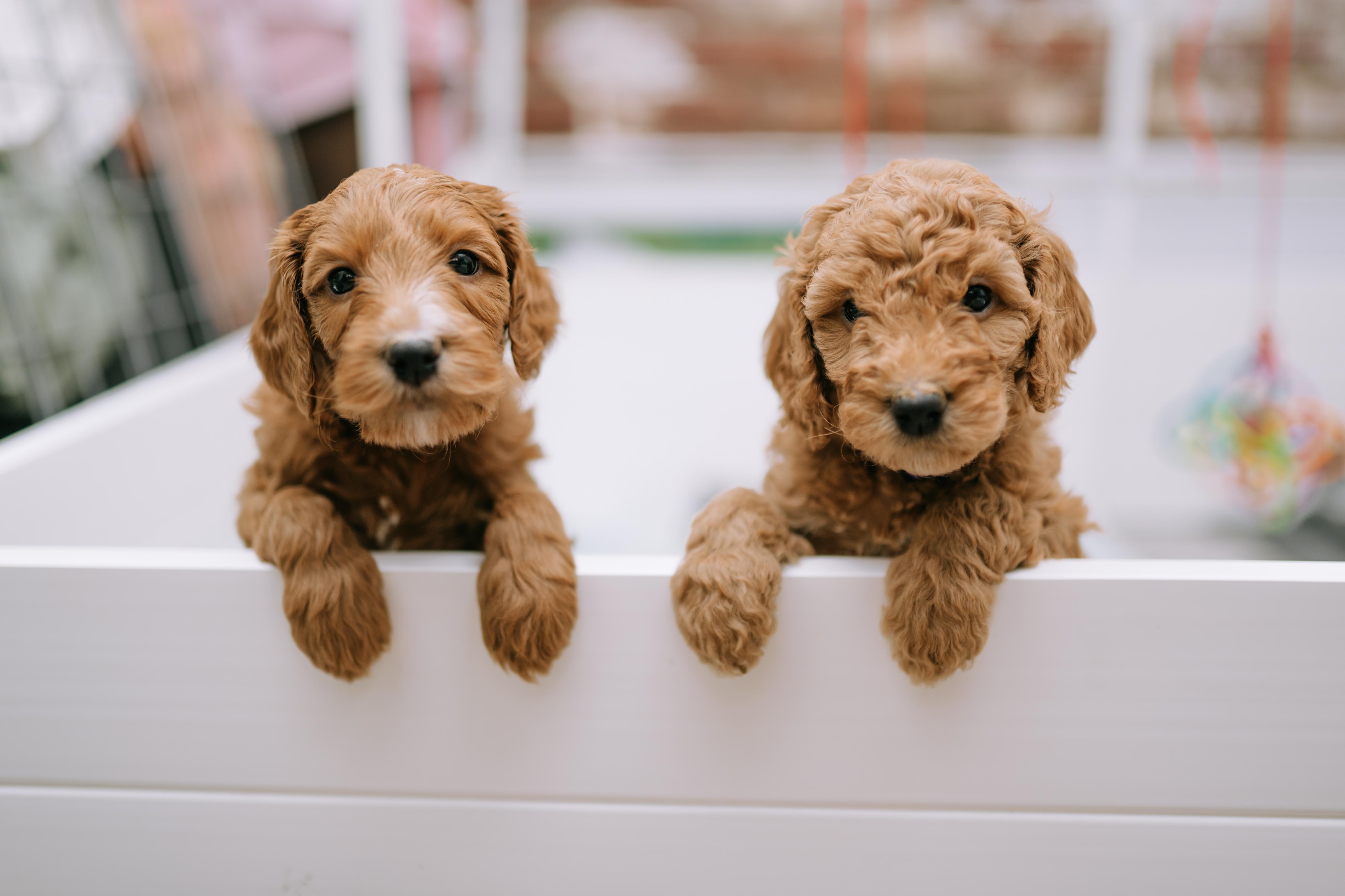 Hey Doods Doodles LLC in Washington | Goldendoodle puppies | Good Dog