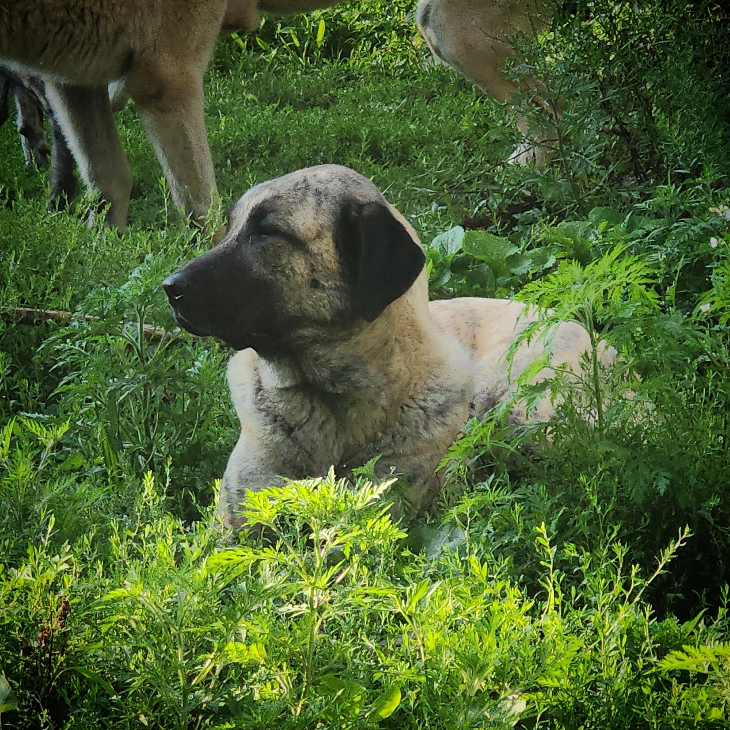 GOAT Meadows in New York | Anatolian Shepherd Dog puppies | Good Dog