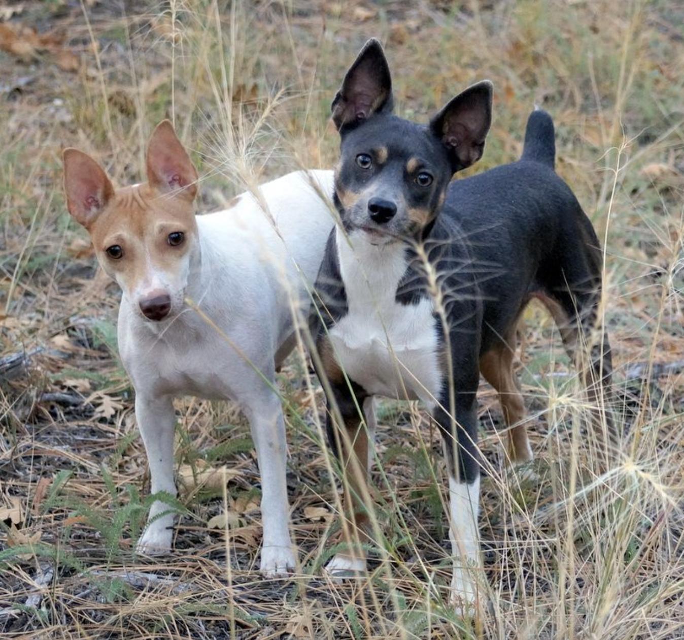 Arizona Rat Terriers in Arizona | Rat Terrier puppies | Good Dog
