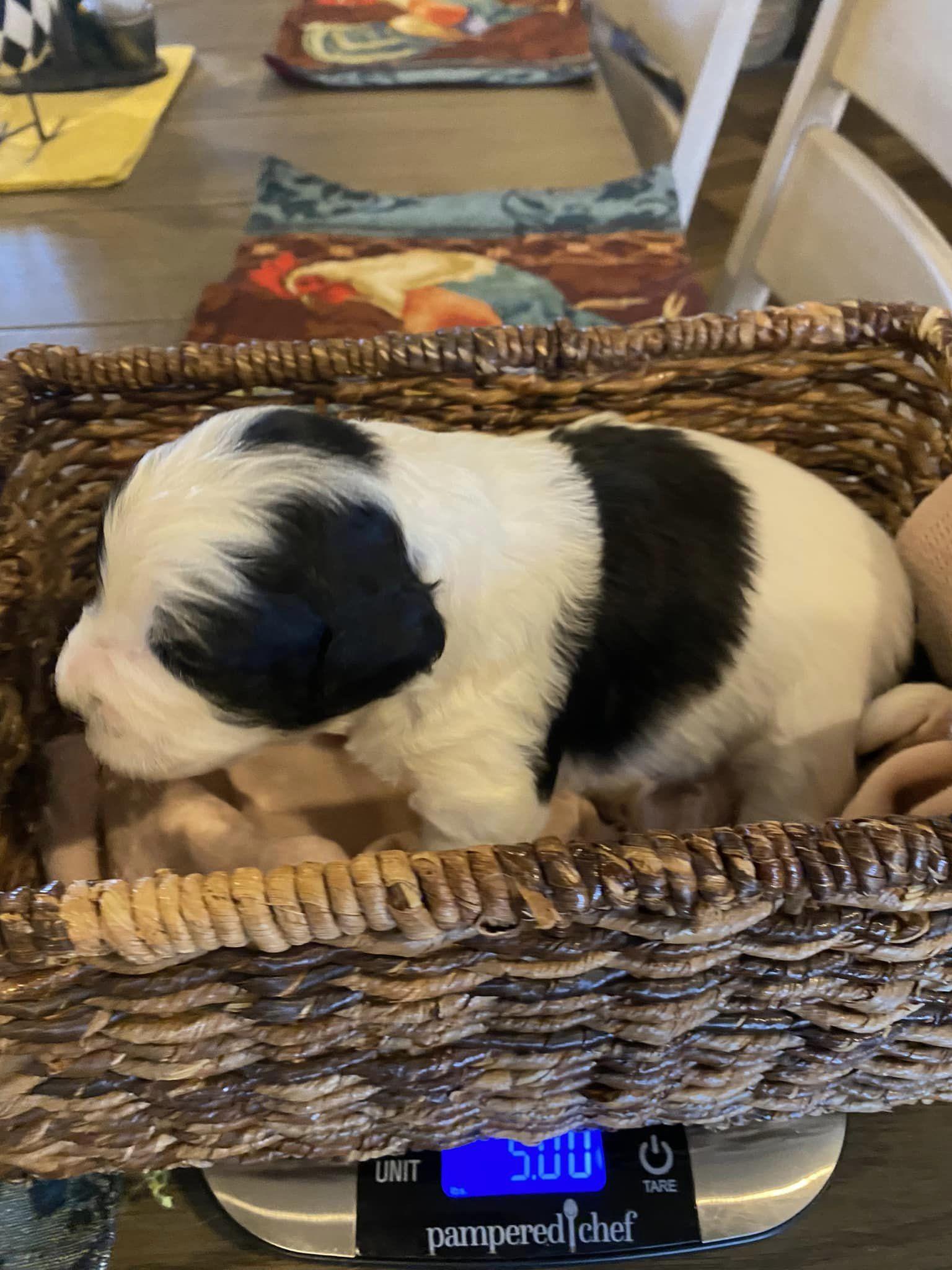 Parker’s St Berdoodles in Texas | Saint Berdoodle puppies | Good Dog