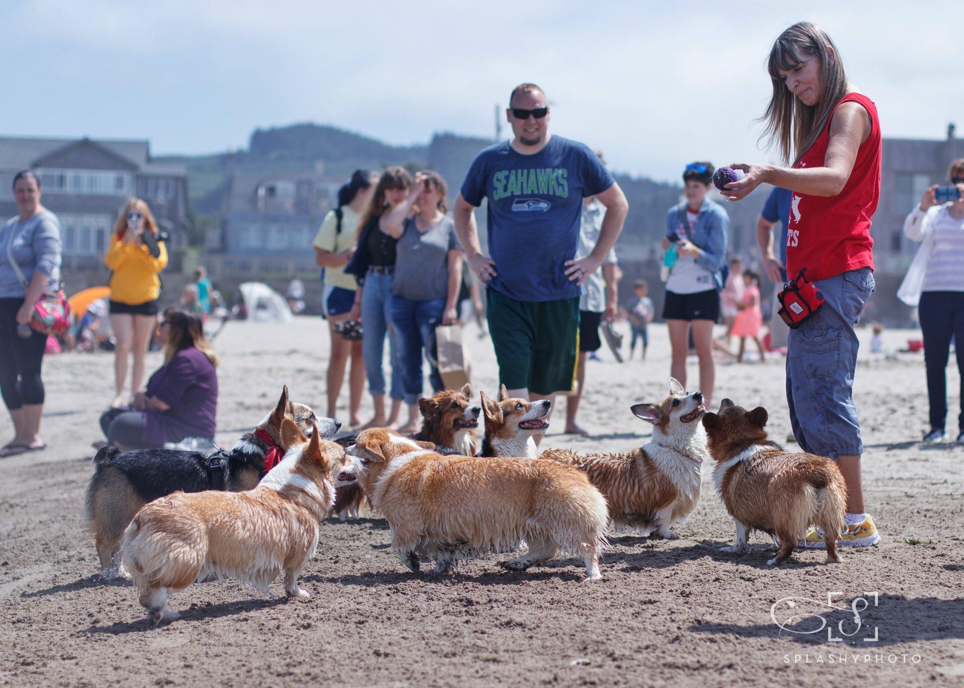 Rogue Country Corgis in Oregon | Pembroke Welsh Corgi puppies | Good Dog