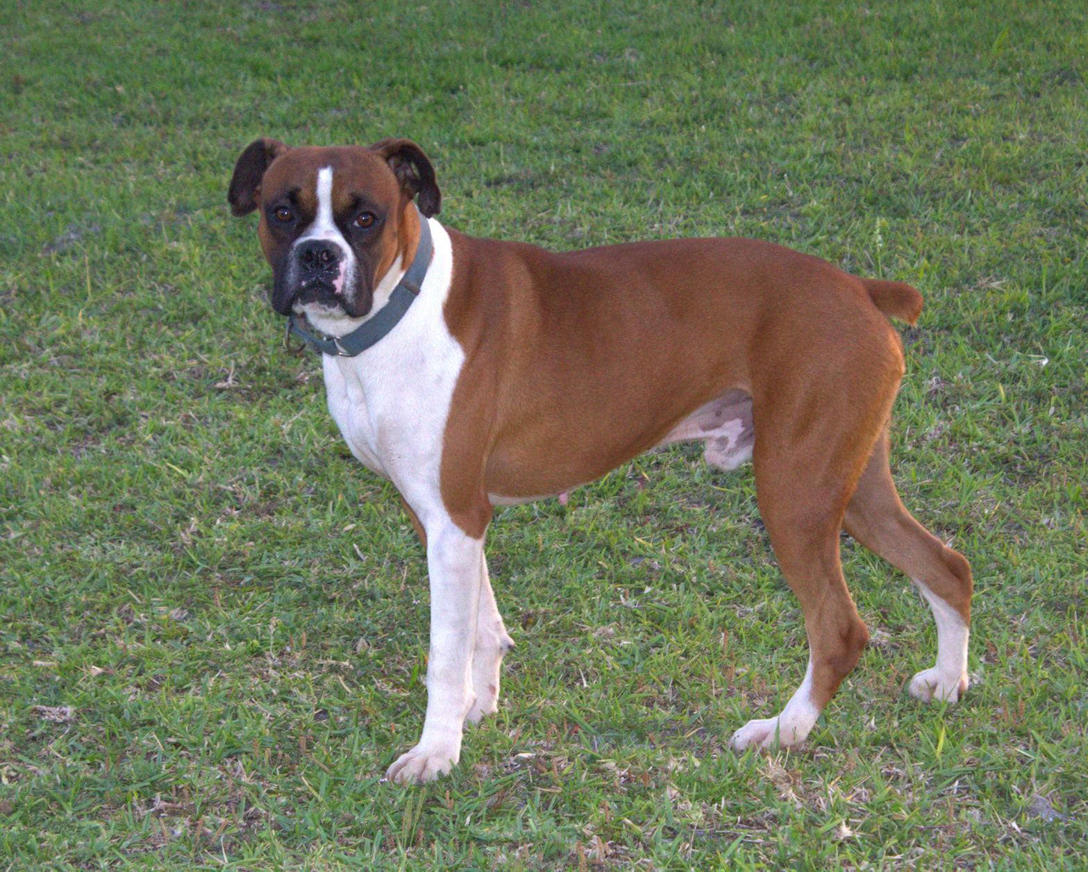 E&J Boxers in Florida | Boxer puppies | Good Dog