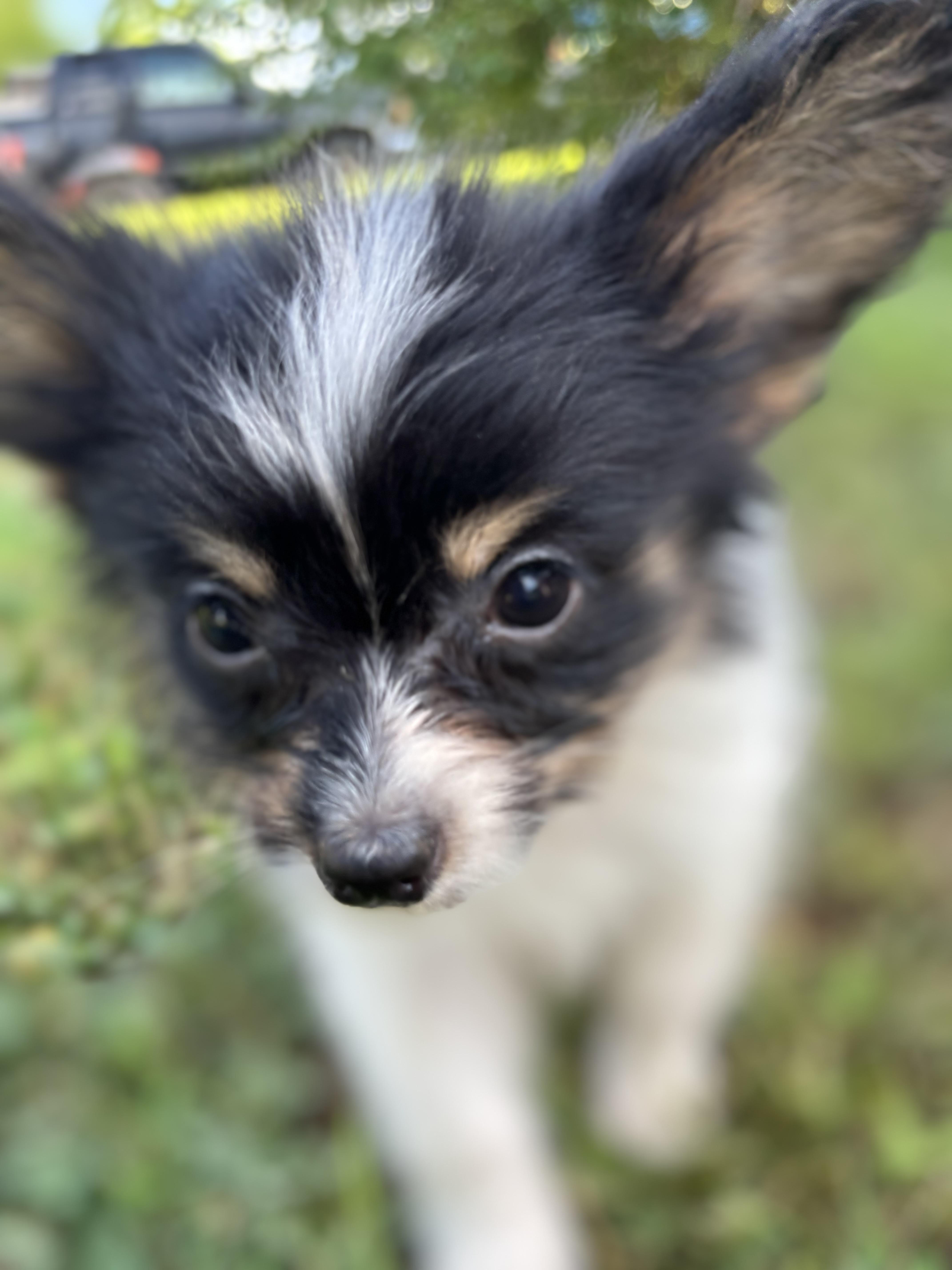 Sassy Pap Farms in South Carolina | Boston Terrier and Papillon puppies ...