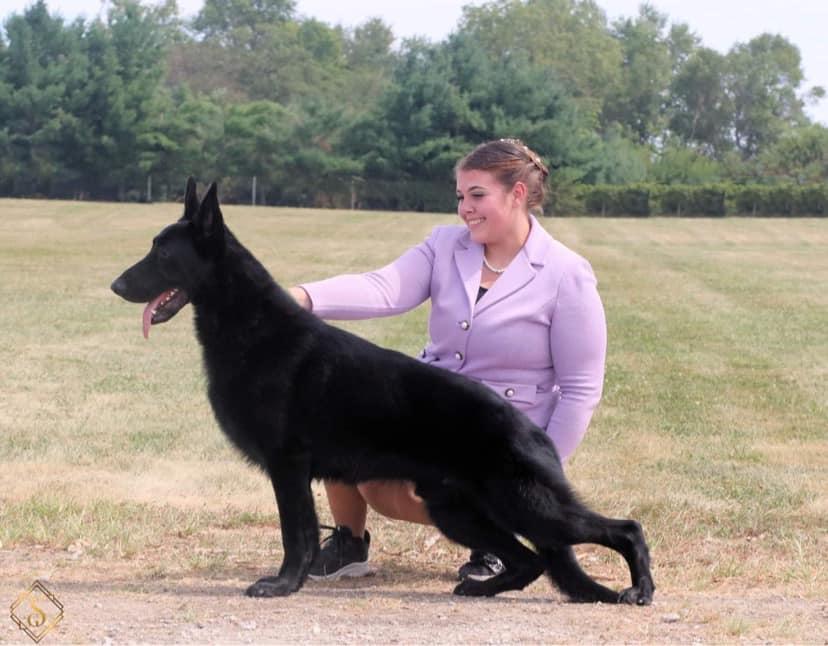 Classic German Shepherds in Texas | German Shepherd puppies | Good Dog