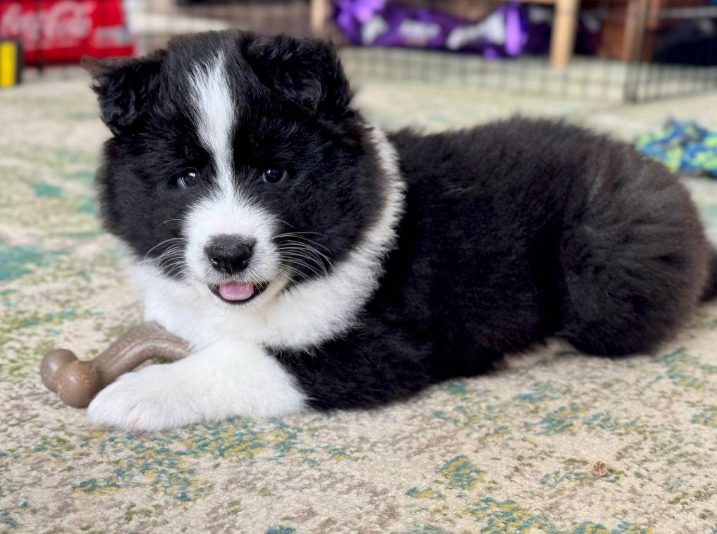 Dreamdale Companions in Washington | Collie and Companion Cross puppies ...