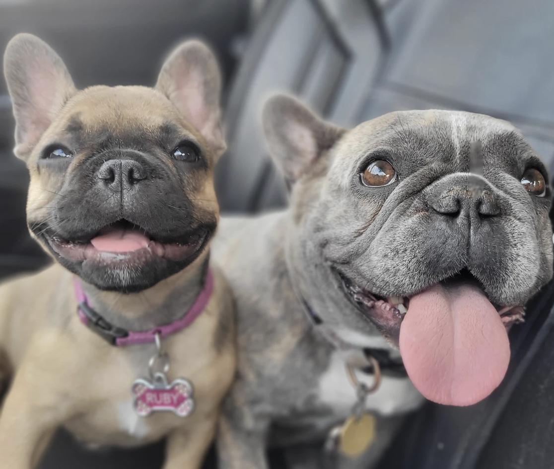 My Family Frenchies in Texas | French Bulldog puppies | Good Dog