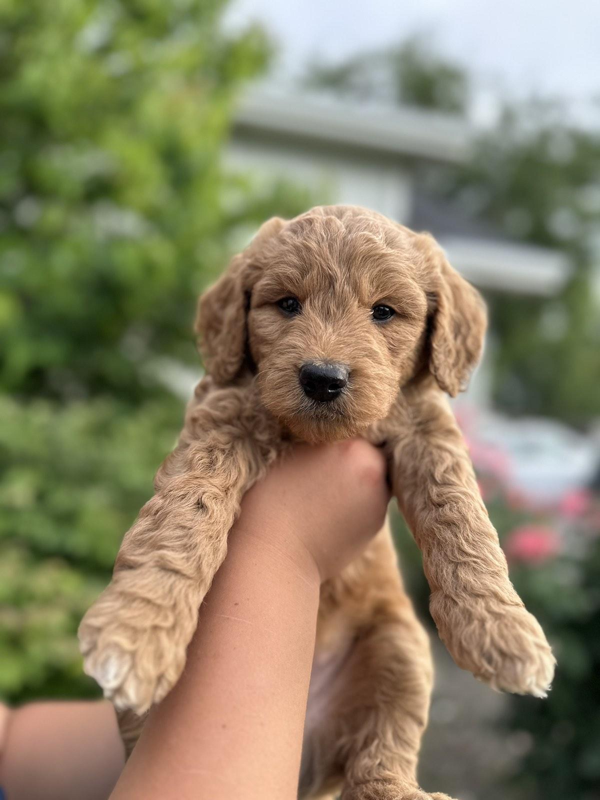 Happy Doodle in Idaho | Goldendoodle puppies | Good Dog
