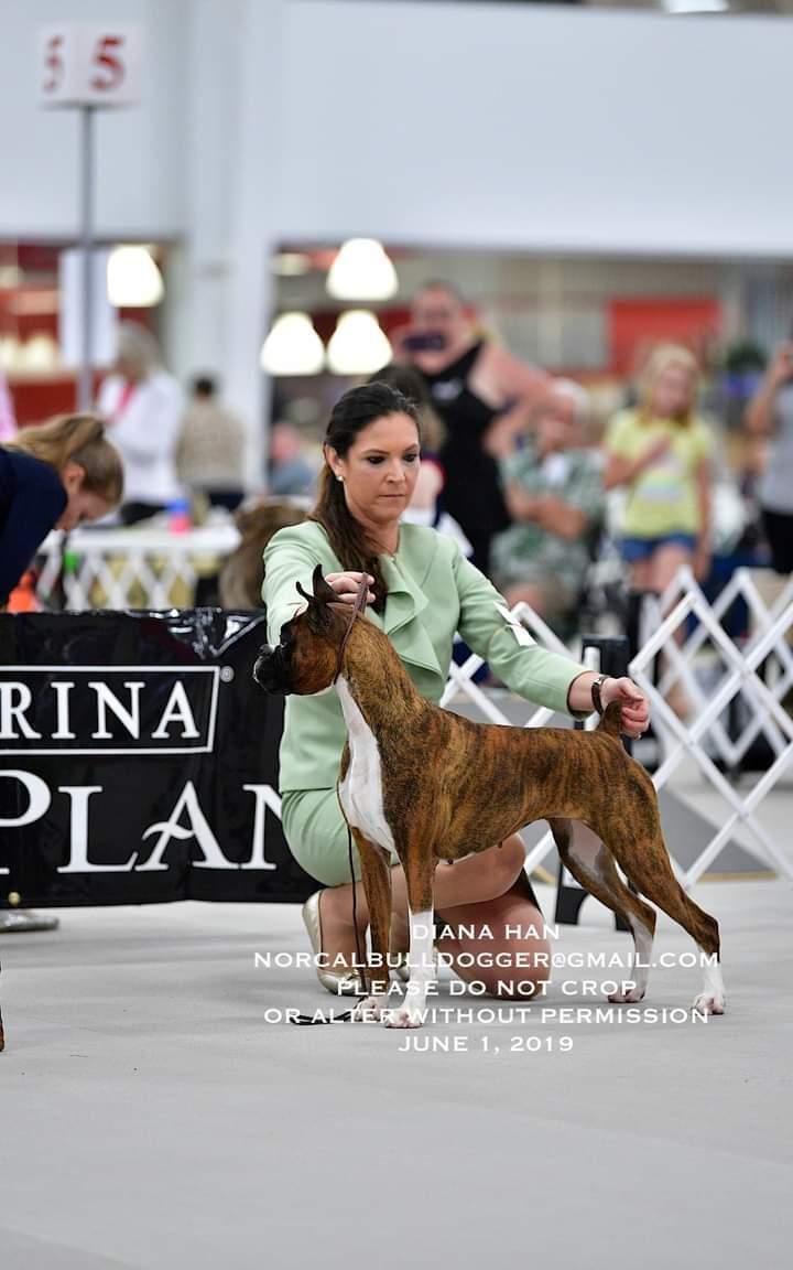 Julie Wilmore Olympic Boxers in Ohio | Boxer puppies | Good Dog