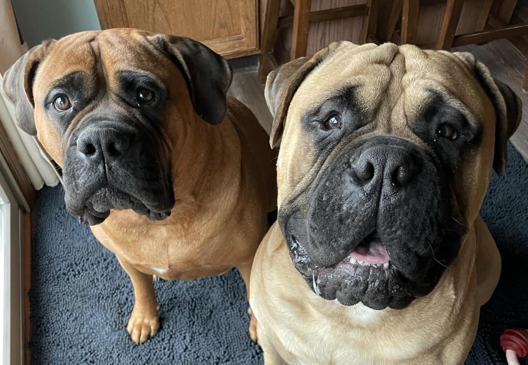 Merica's Bullmastiffs in Michigan | Bullmastiff puppies | Good Dog