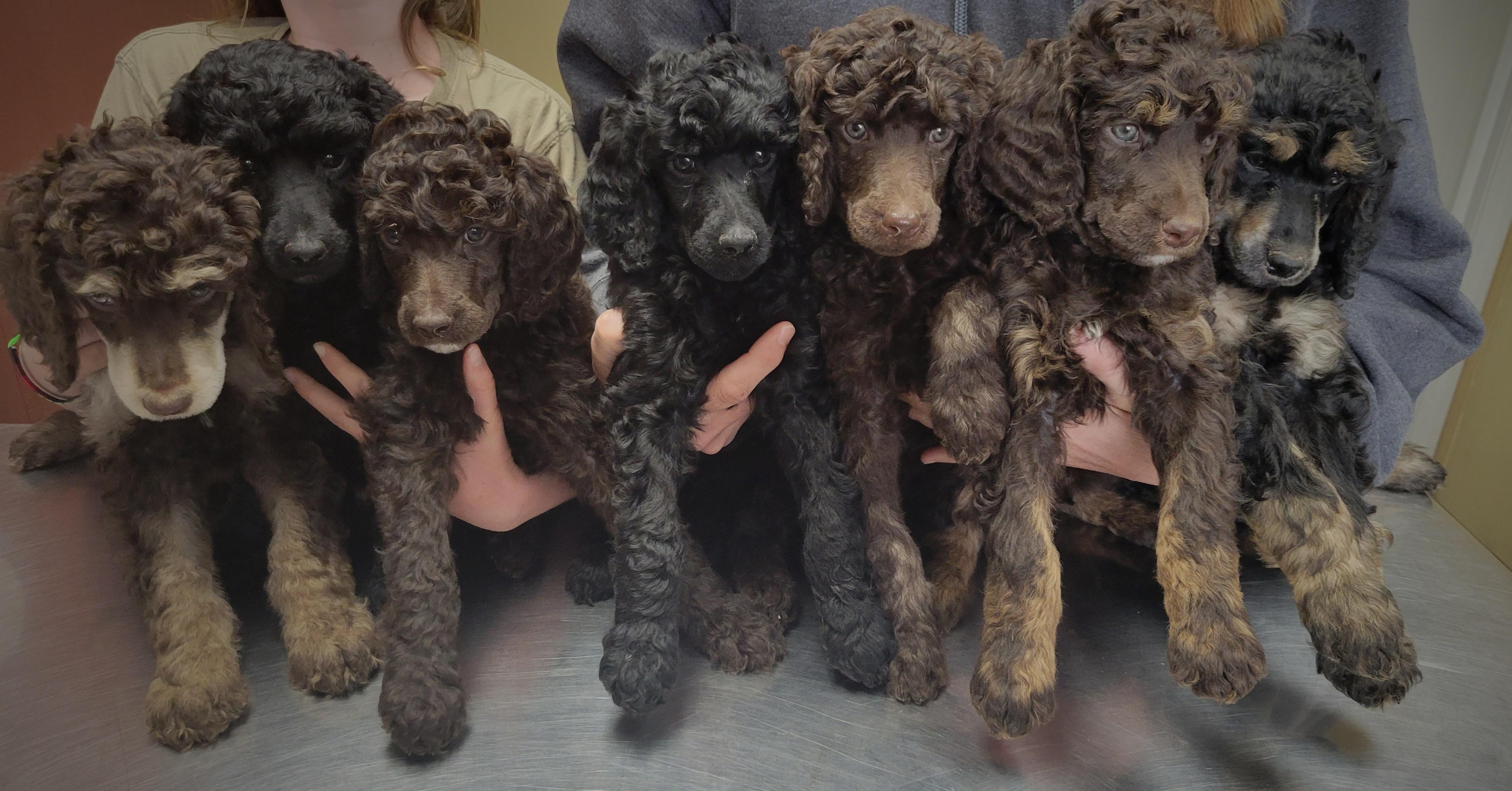 McPoodle Dog Ranch in Arkansas | Poodle puppies | Good Dog