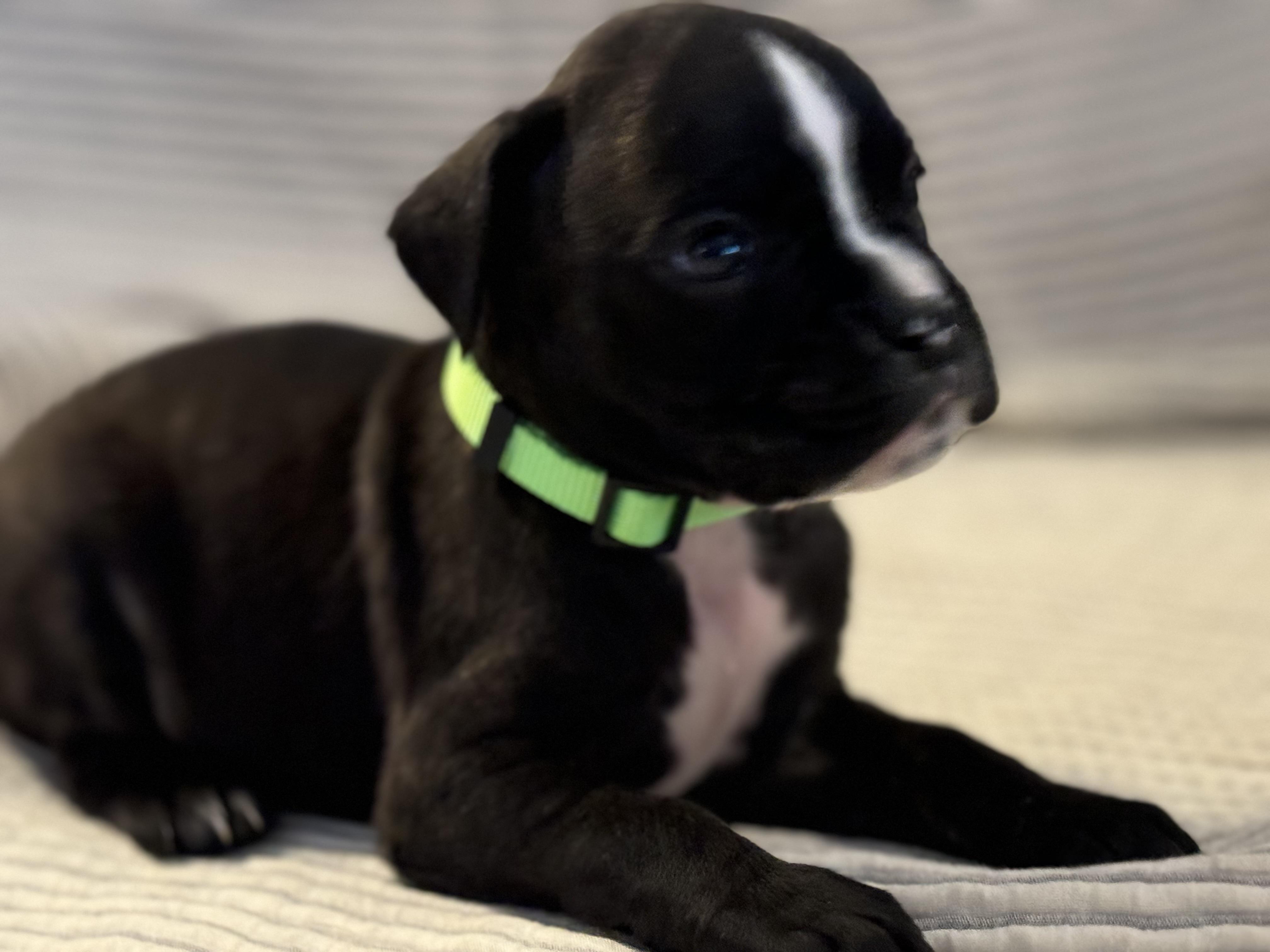 BnT Boxers in Oregon | Boxer puppies | Good Dog