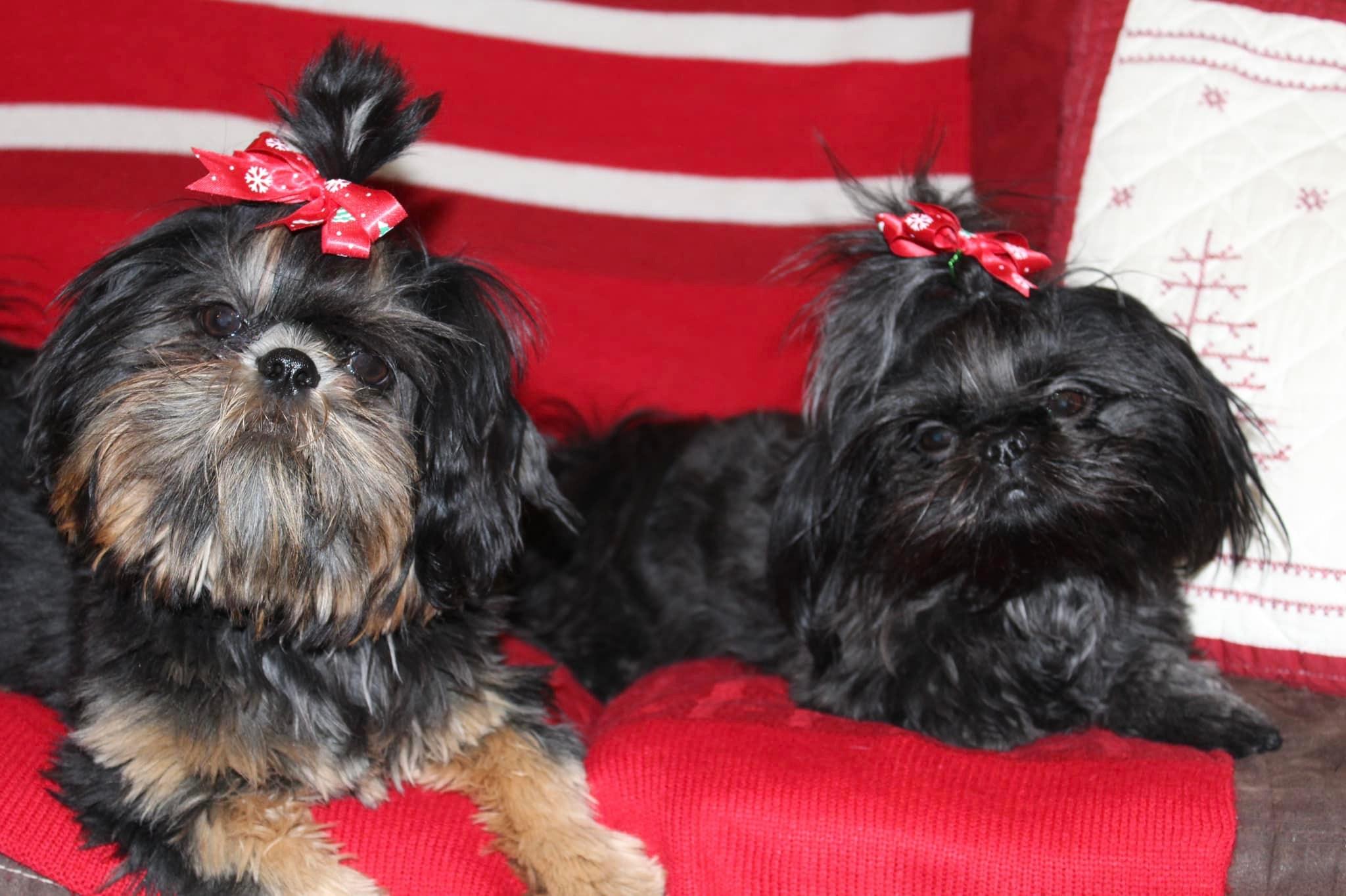 Pikes Peak Shih Tzu in Colorado | Shih Tzu puppies | Good Dog