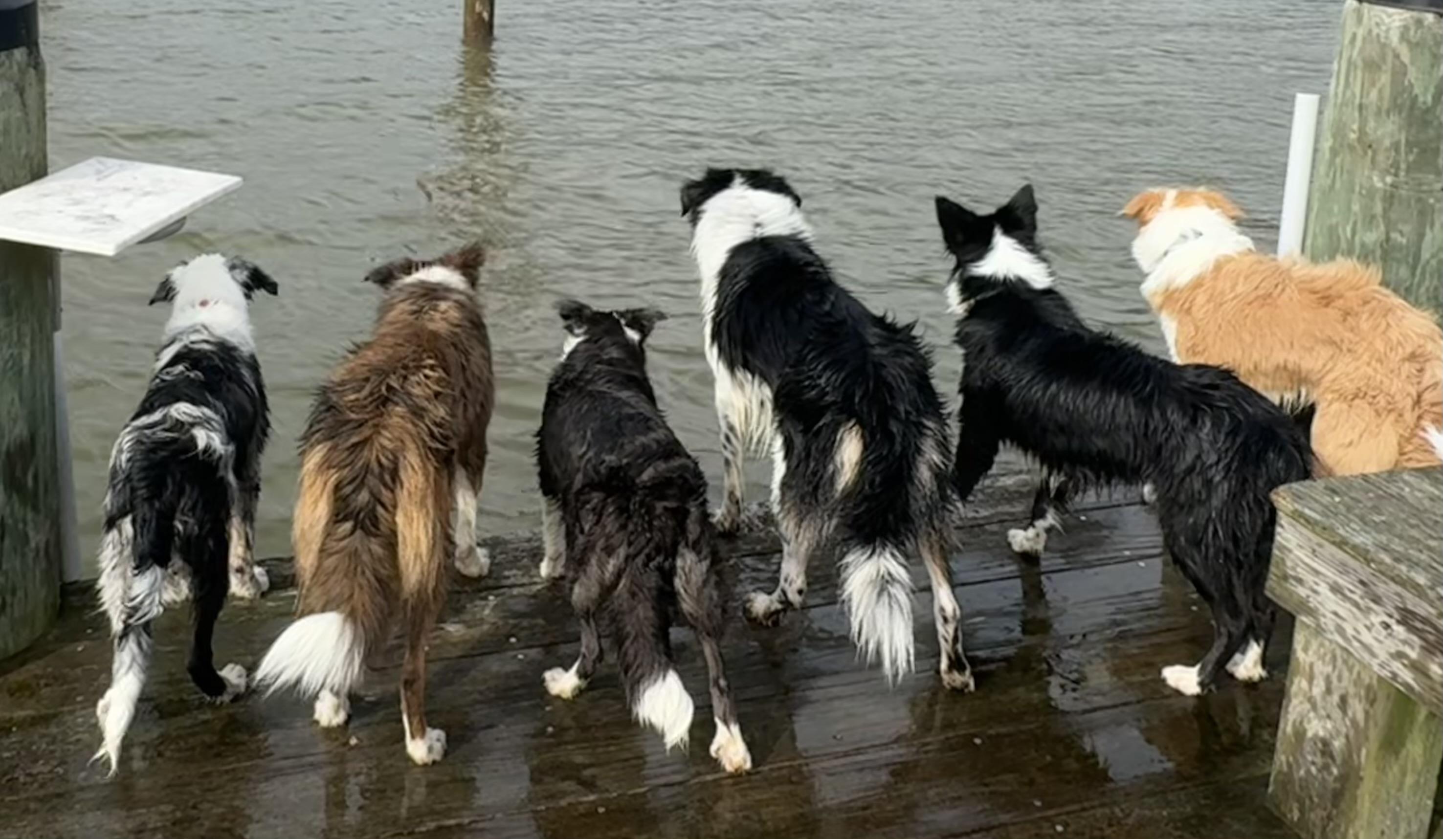 Riverside Collies-n-Critters in Maryland | Border Collie puppies | Good Dog