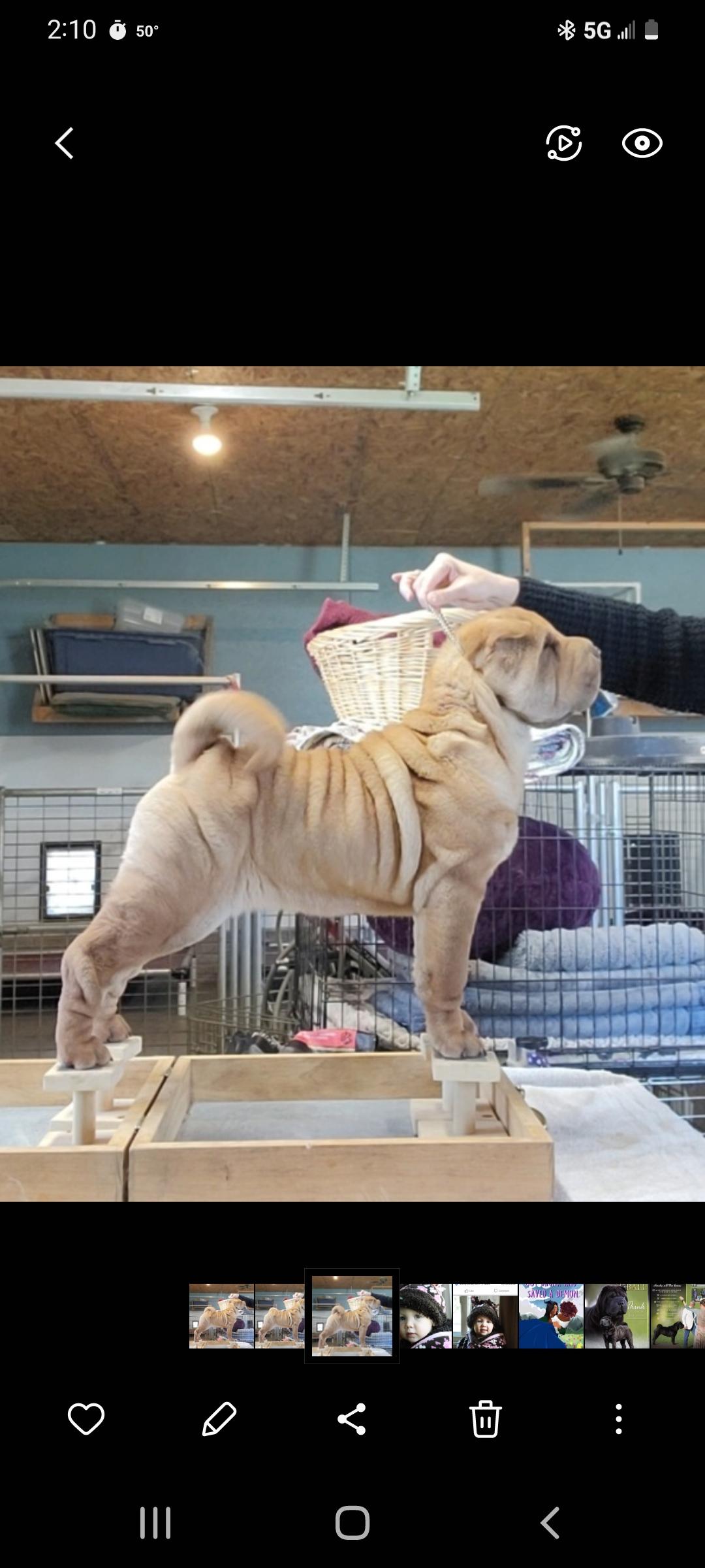 Shine Shar-Pei in Ohio | Chinese Shar-Pei puppies | Good Dog