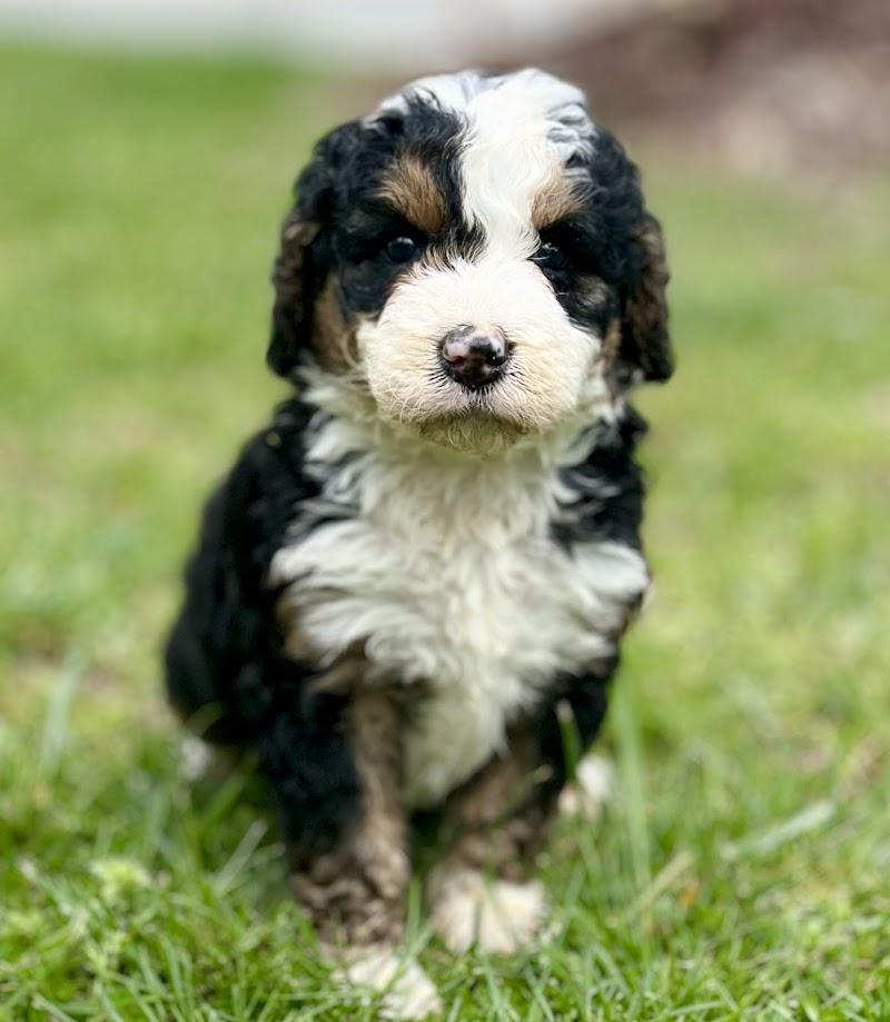 Quailridge Poodles and Doodles in Maryland | Bernedoodle and ...