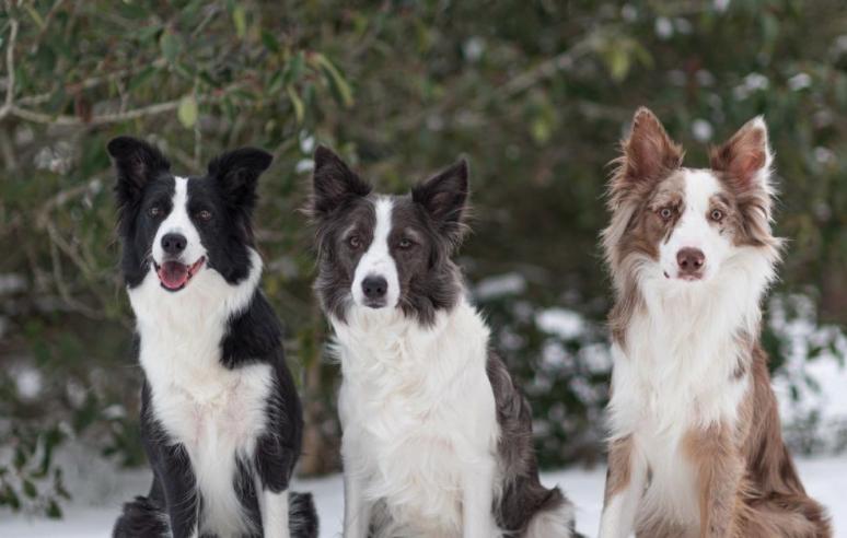 High Point Border Collies in Texas | Border Collie puppies | Good Dog