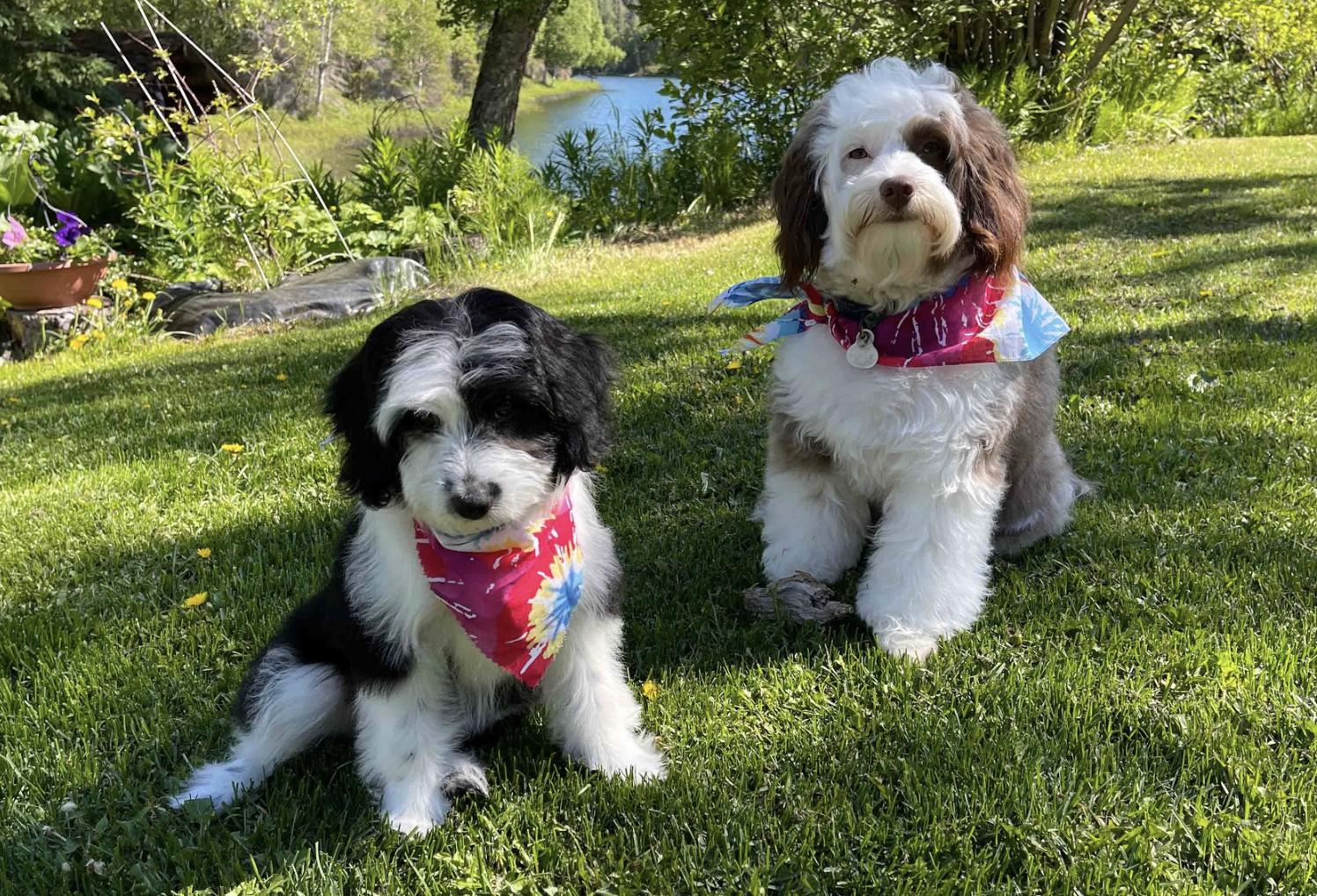 Paisleys Doodles AK in Alaska | Aussiedoodle puppies | Good Dog