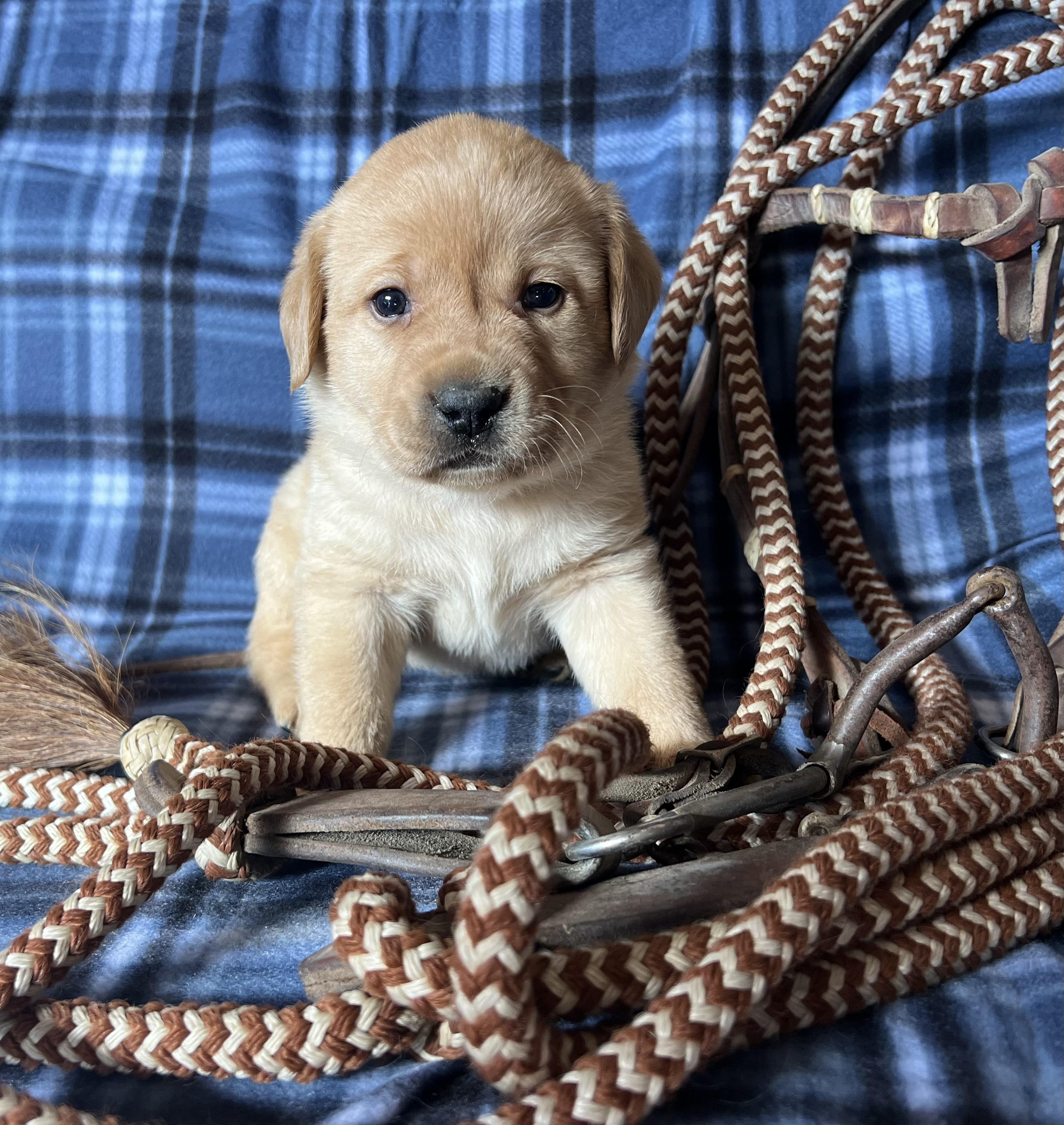 Twisted Wire Ranch Retrievers in California | Labrador Retriever ...