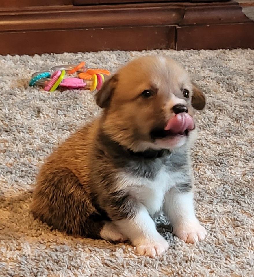 Susan's Corgi Kingdom in New York | Pembroke Welsh Corgi puppies | Good Dog