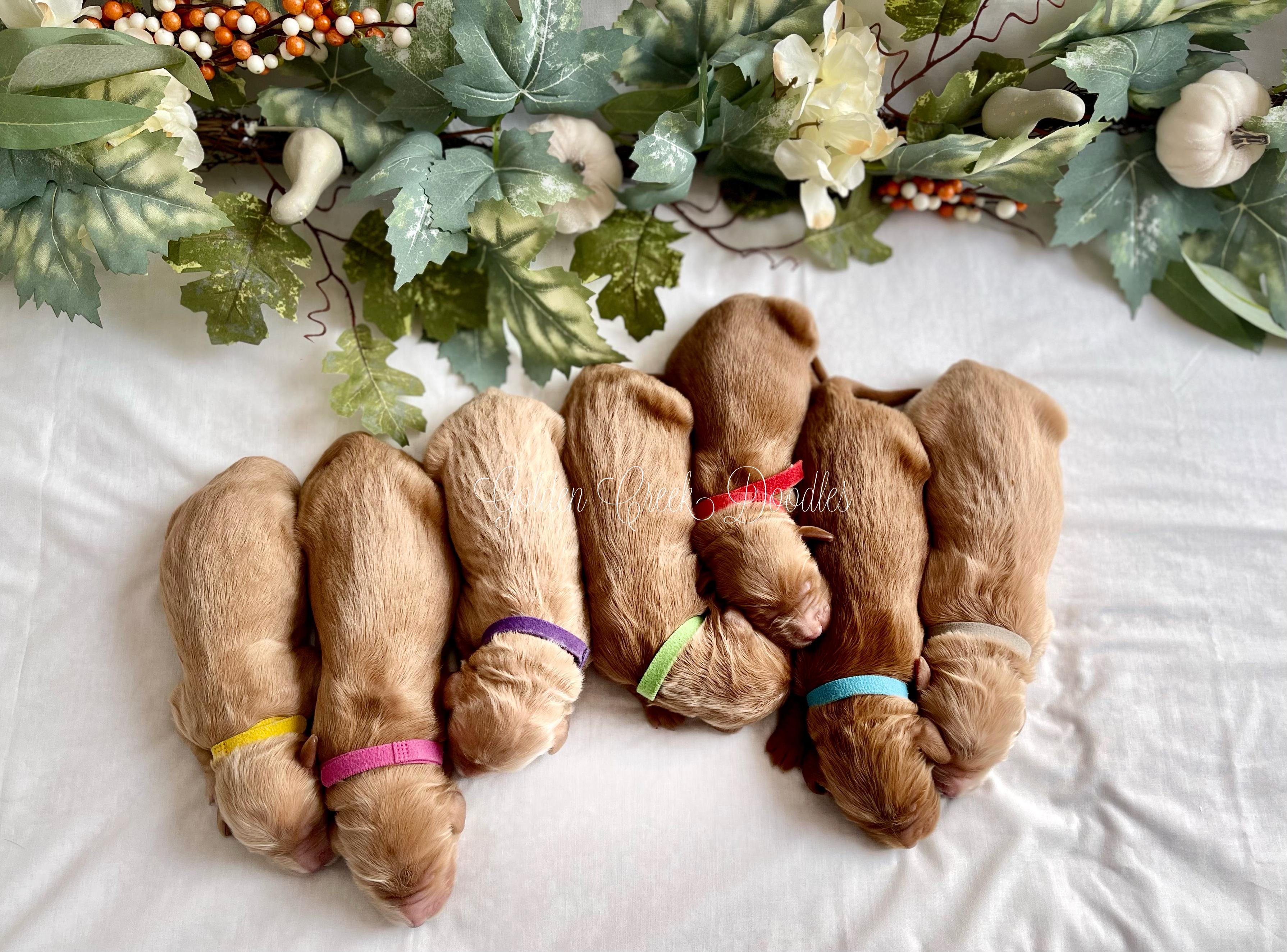 Golden Creek Doodles in Florida | Goldendoodle puppies | Good Dog