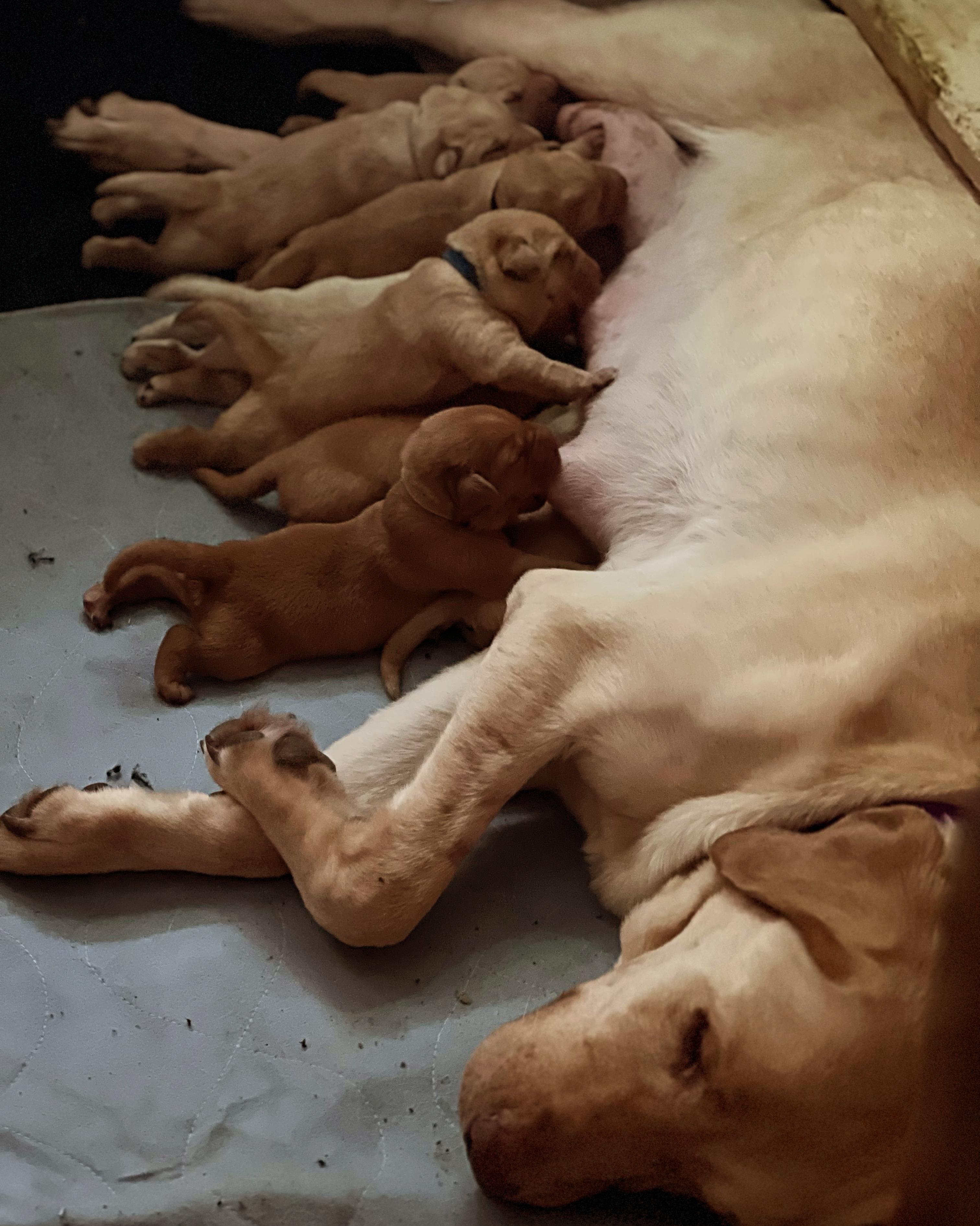 Cris's Kennel's in Kansas | Labrador Retriever puppies | Good Dog
