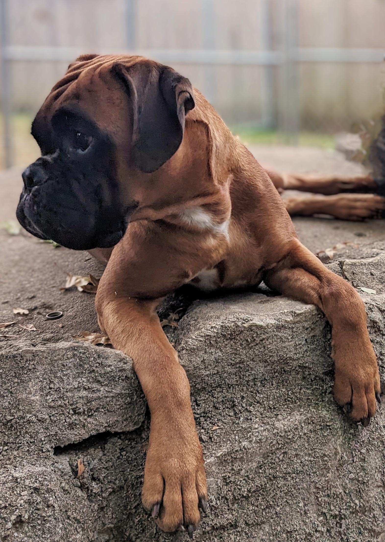 ReMa Boxers in Missouri | Boxer puppies | Good Dog