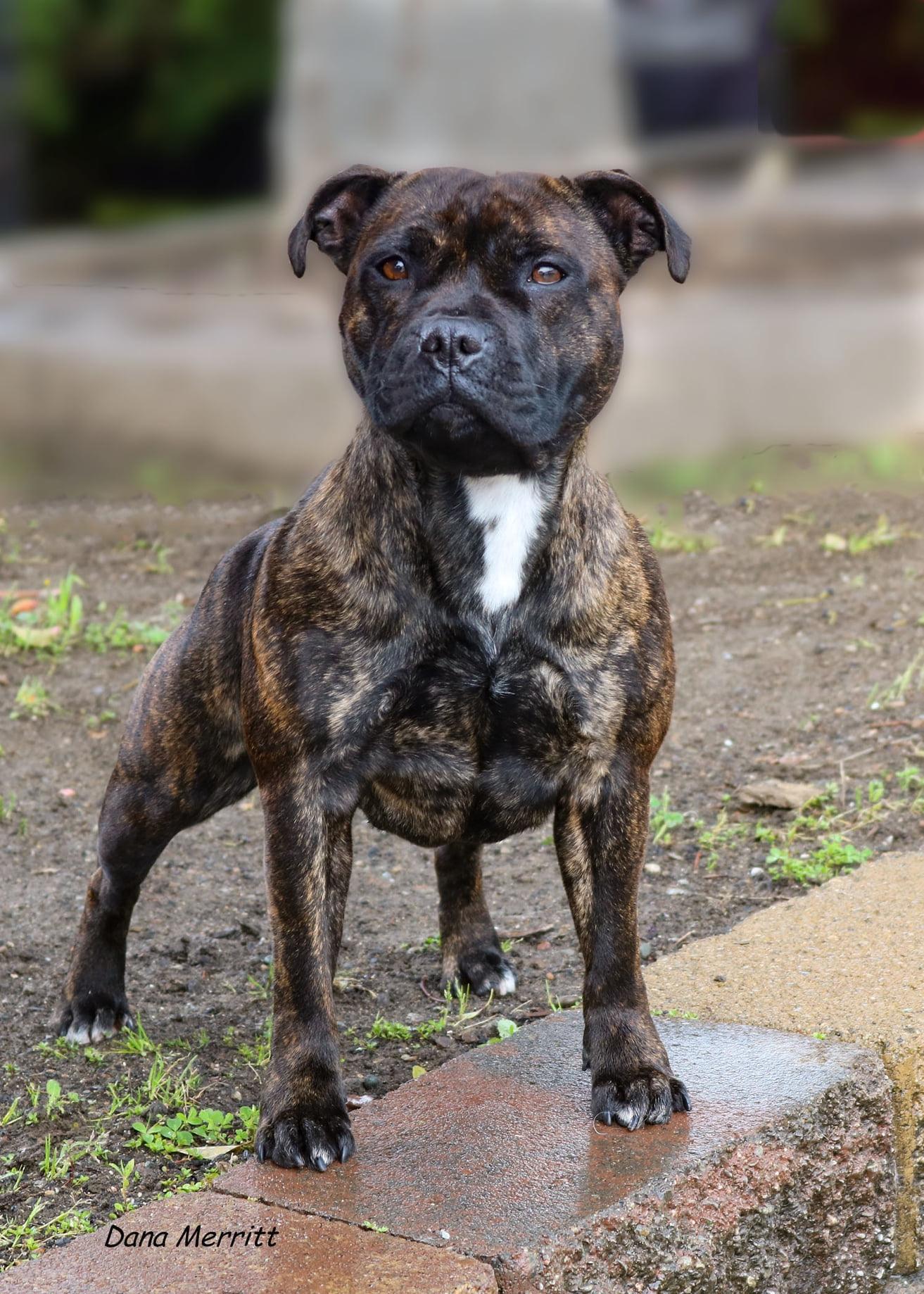 Moonspinner Staffords in California | Staffordshire Bull Terrier ...