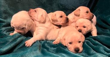 Cross Country Retrievers in Wyoming | Labrador Retriever puppies | Good Dog