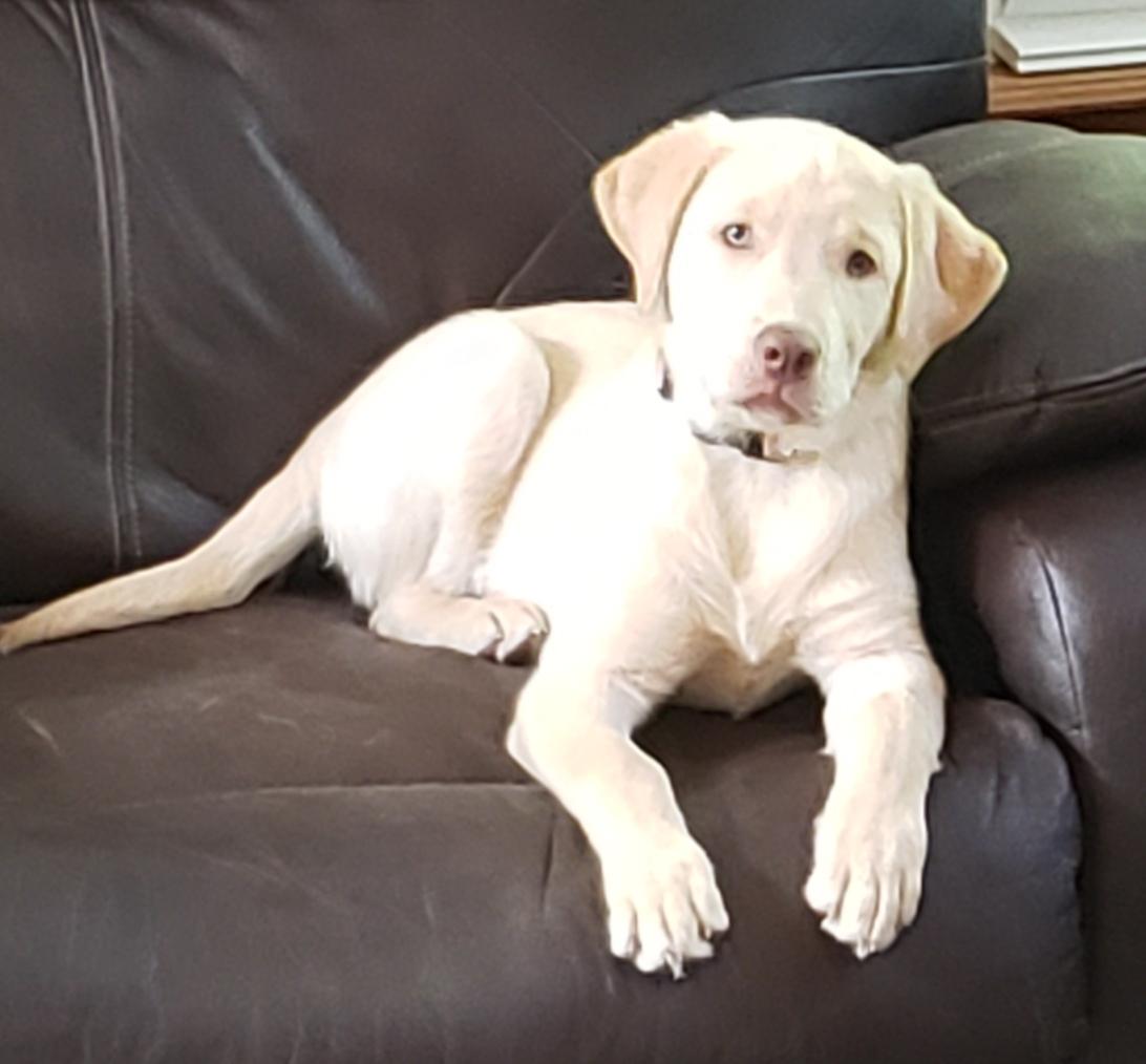 SilverWater Labs in Ohio | Labrador Retriever and Dilute Retriever ...