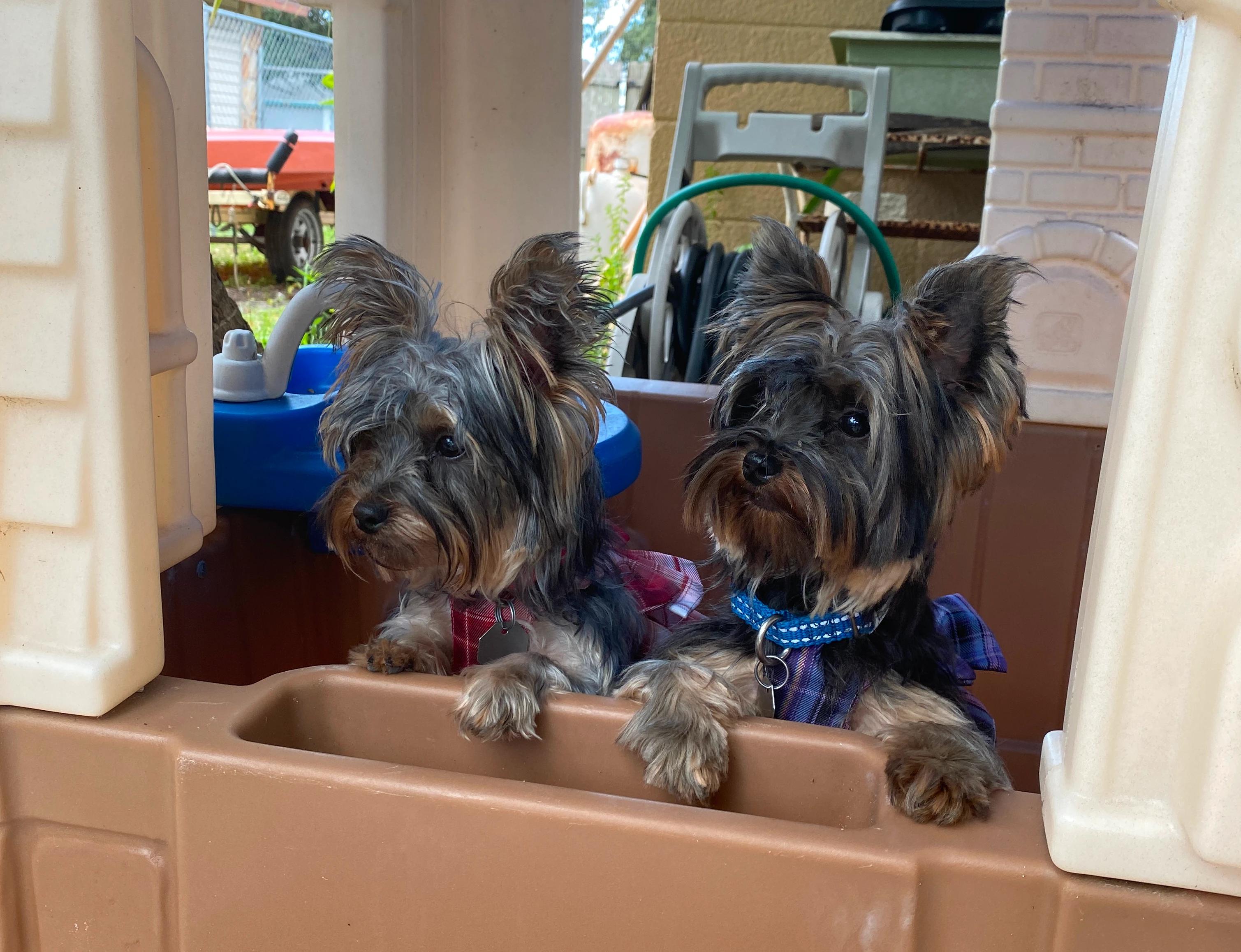 Yorkshire Terrier Puppies at Logan Ranch in Florida | Yorkshire Terrier ...