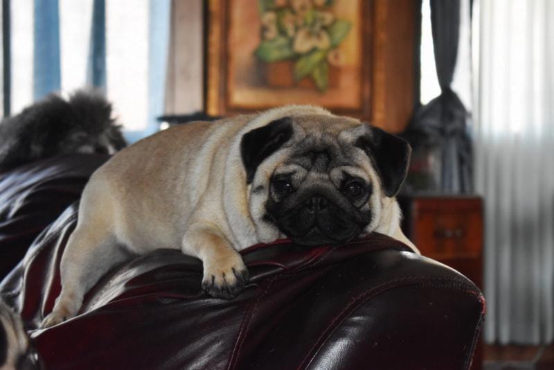 Rogue Pugs in Oregon | Pug puppies | Good Dog