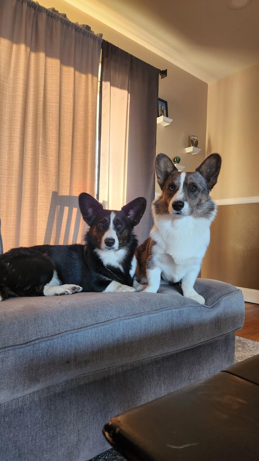 Aspen Peak Corgis in Colorado | Cardigan Welsh Corgi puppies | Good Dog