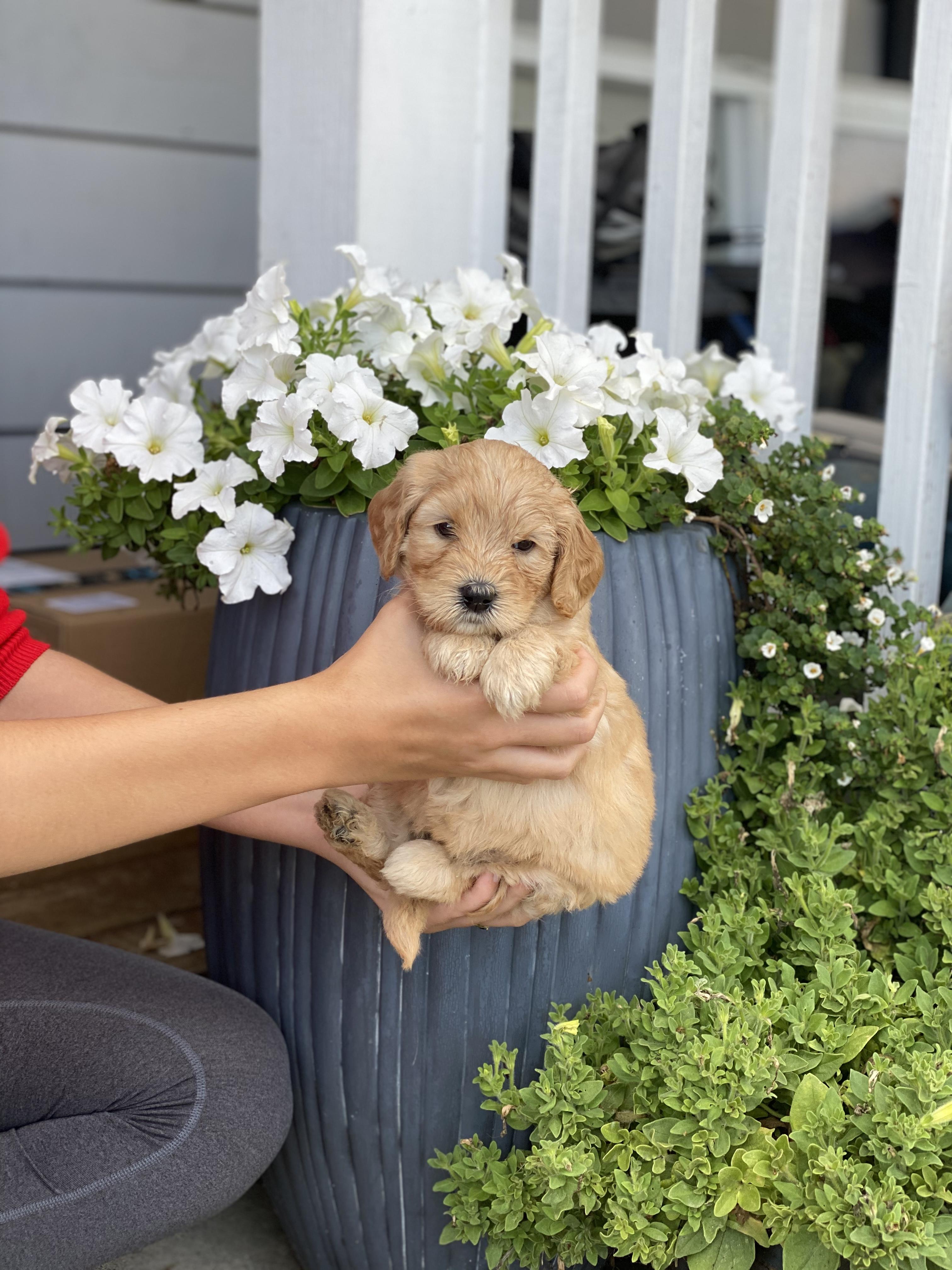 Beaver State Labradoodles in Oregon | Australian Labradoodle puppies ...