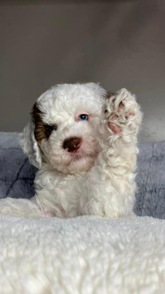The 2 Musketeers_Cockapoos in New York | Cockapoo puppies | Good Dog