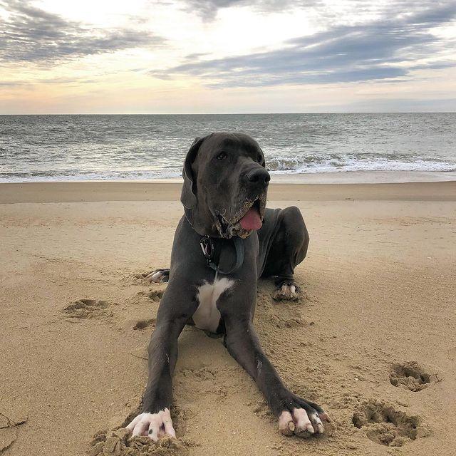 Giant Doggos in New York | Great Dane puppies | Good Dog