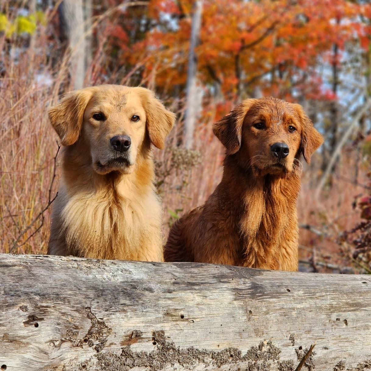 Snowshoe Samoyeds in Virginia | Golden Retriever and Samoyed puppies ...