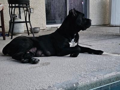 Jason's Cane Corsos in Nevada | Cane Corso puppies | Good Dog