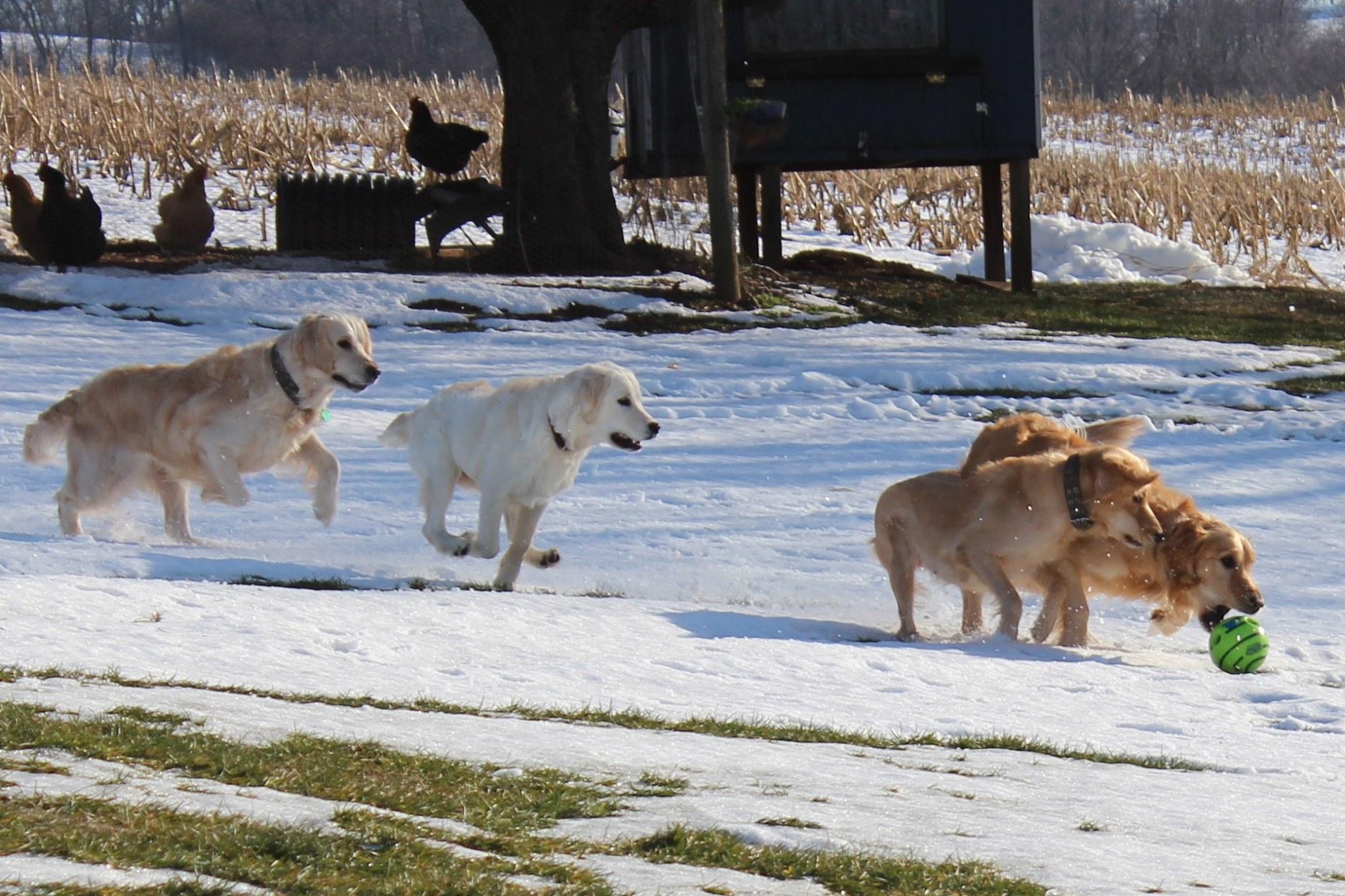 Groves Goldens in Pennsylvania | Golden Retriever puppies | Good Dog