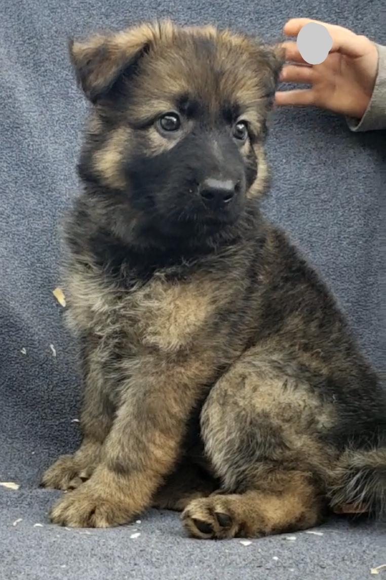 Blue Line Shepherds in Florida | German Shepherd puppies | Good Dog