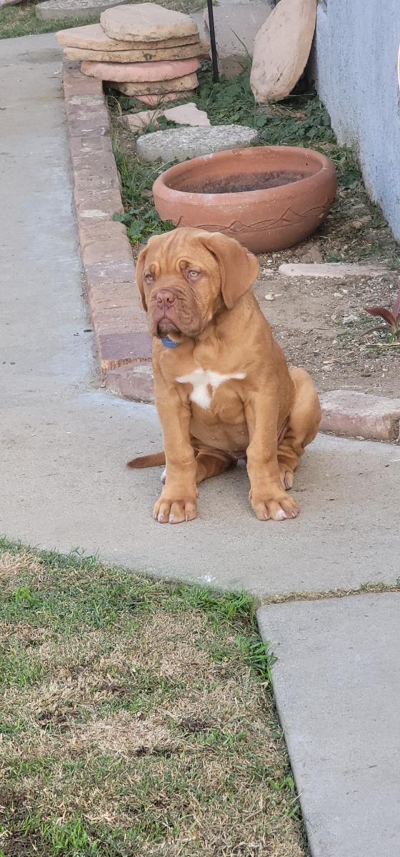 5150sphynx in California | Dogue de Bordeaux puppies | Good Dog