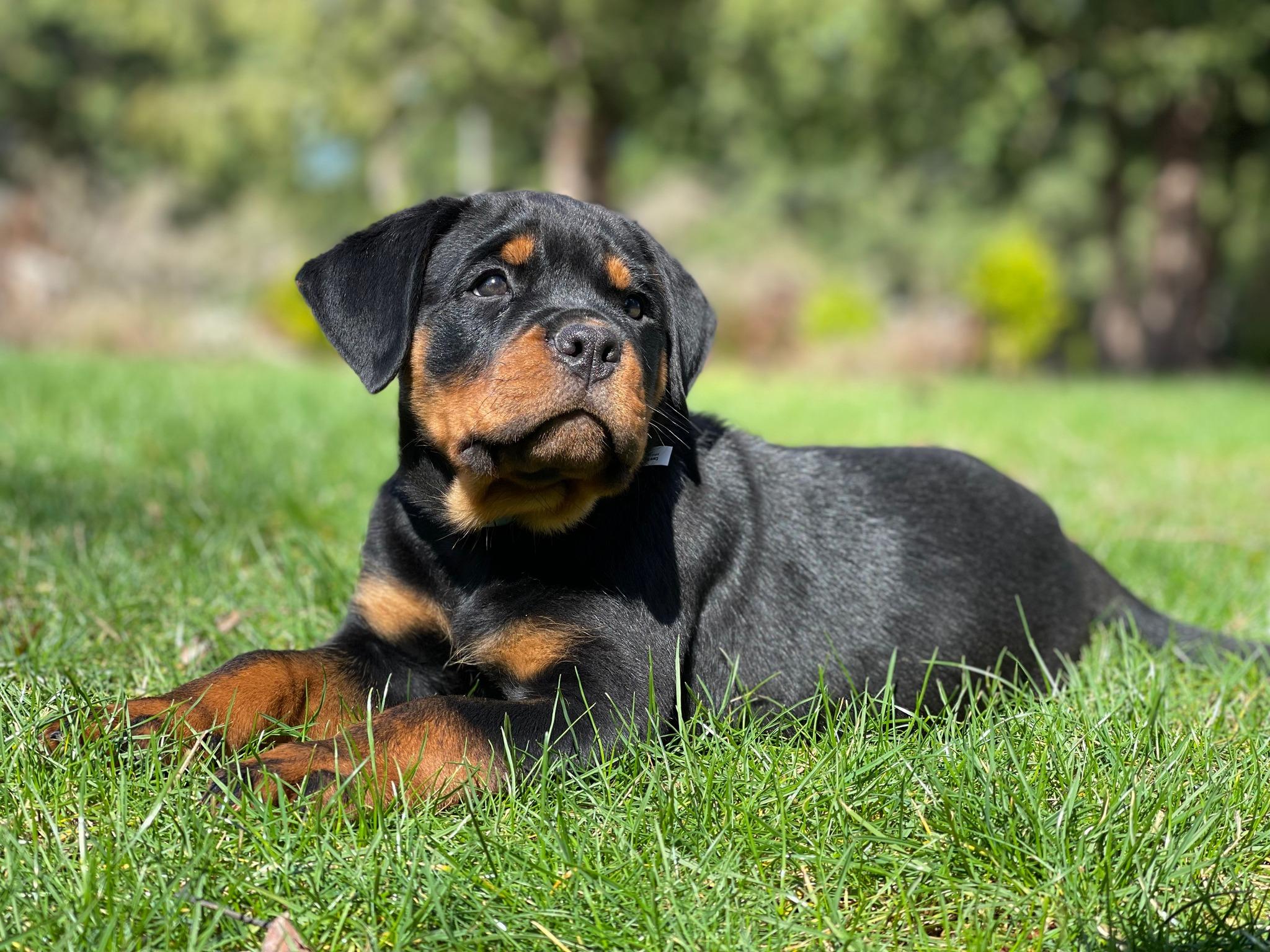 Vom Hause Stan in Washington | Rottweiler puppies | Good Dog